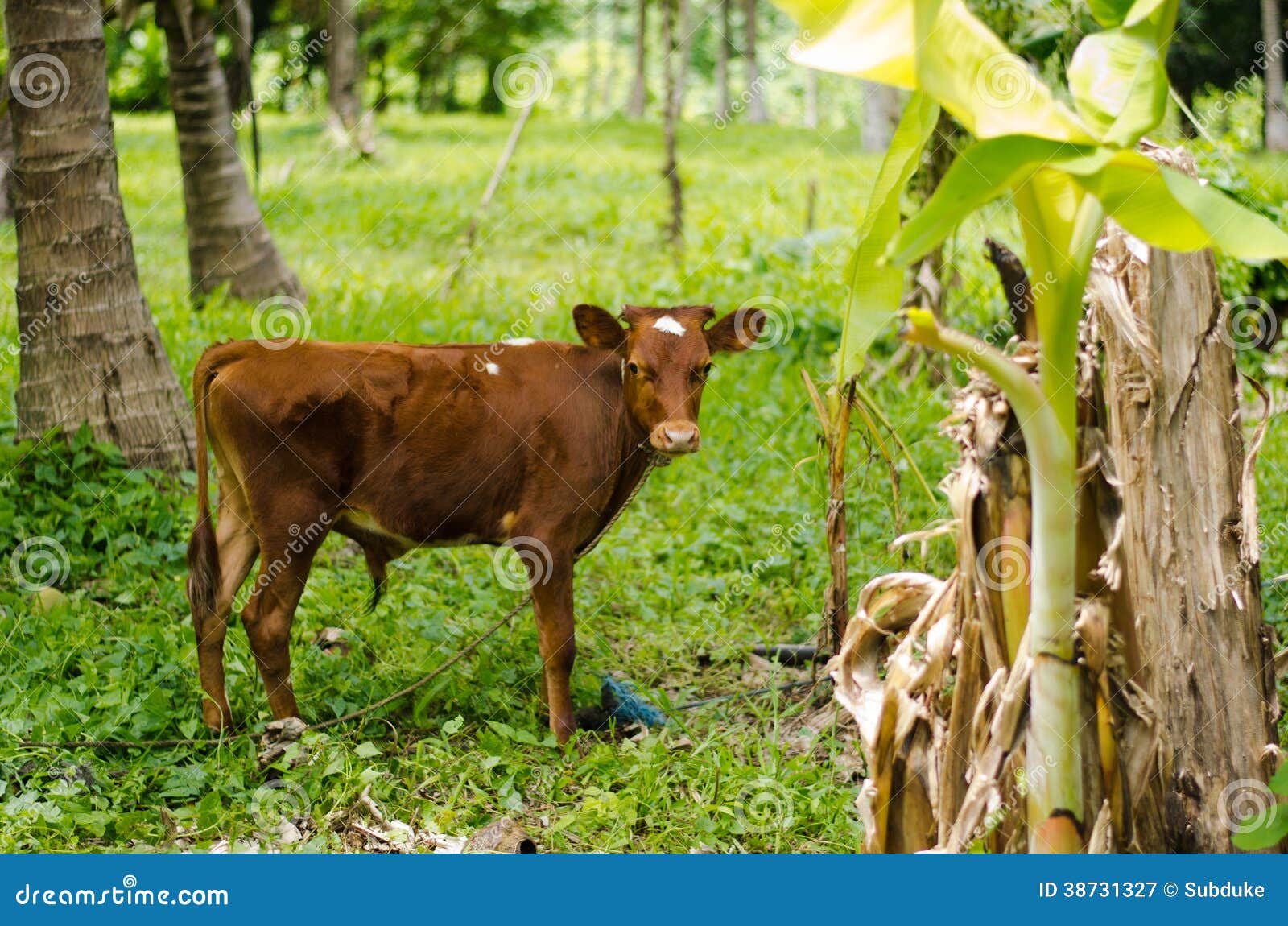 Young cow in jungle stock image. Image of palm, jungle - 38731327