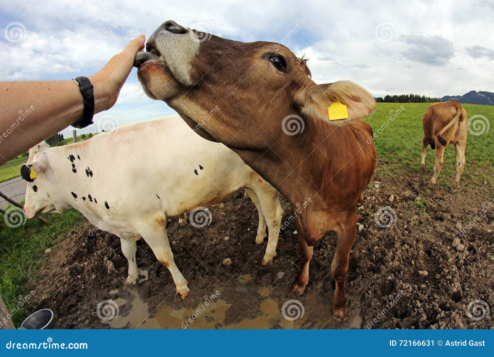 Young Cow Licks the Hand of a Woman Stock Image - Image of kissing ...