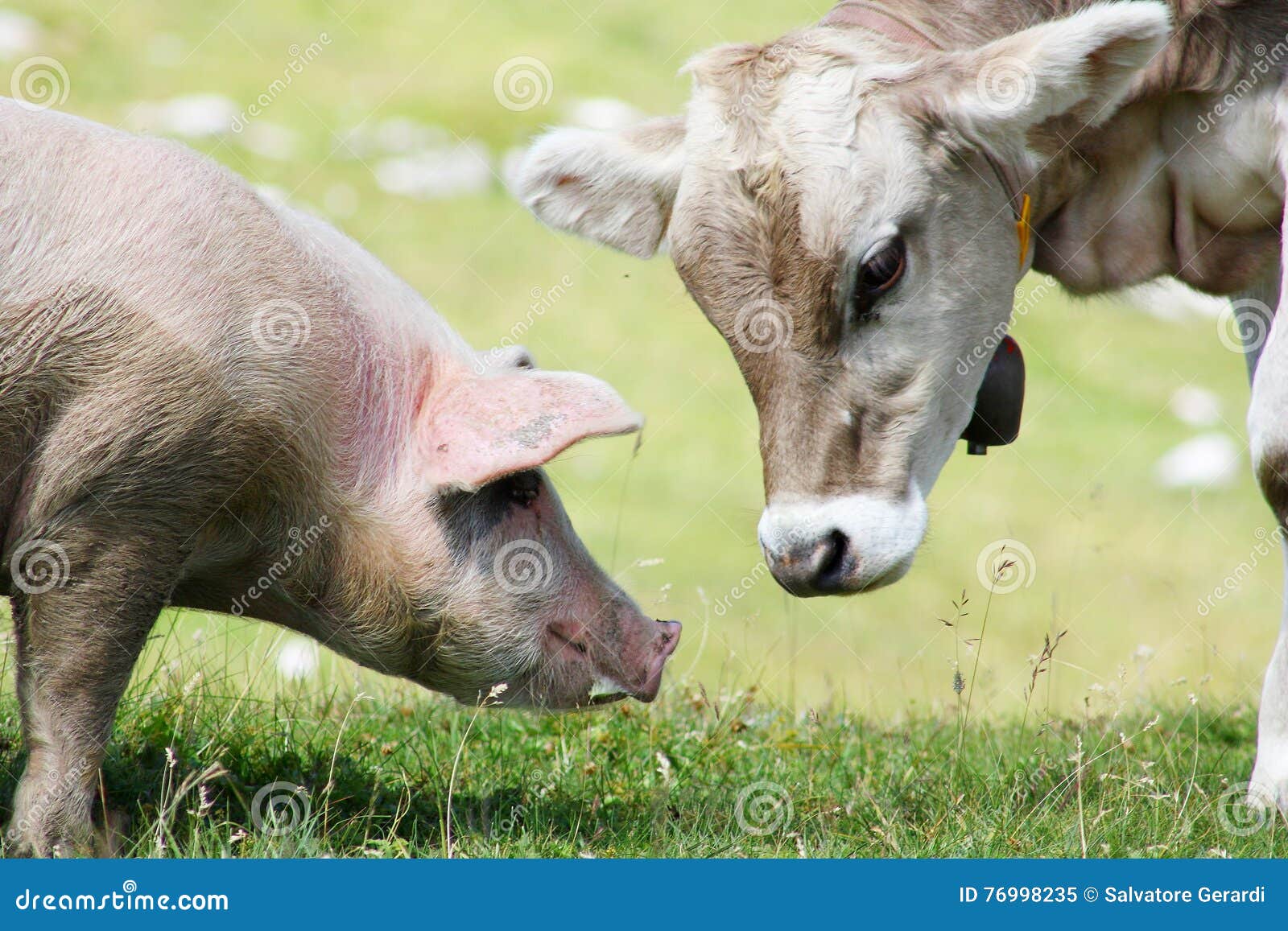 The young cow and the pig stock image. Image of grazing - 76998235