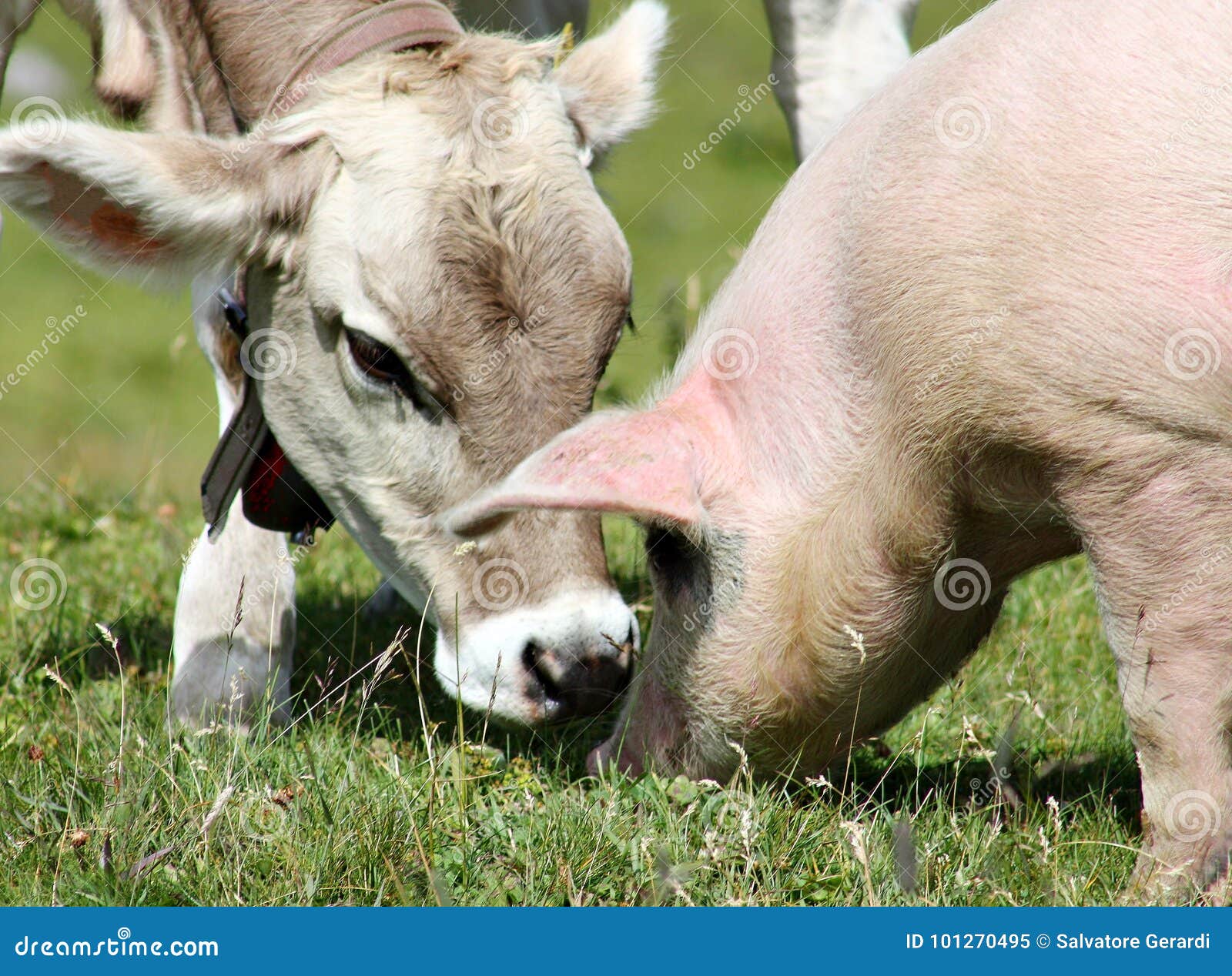 The young cow and the pig stock image. Image of pink - 101270495