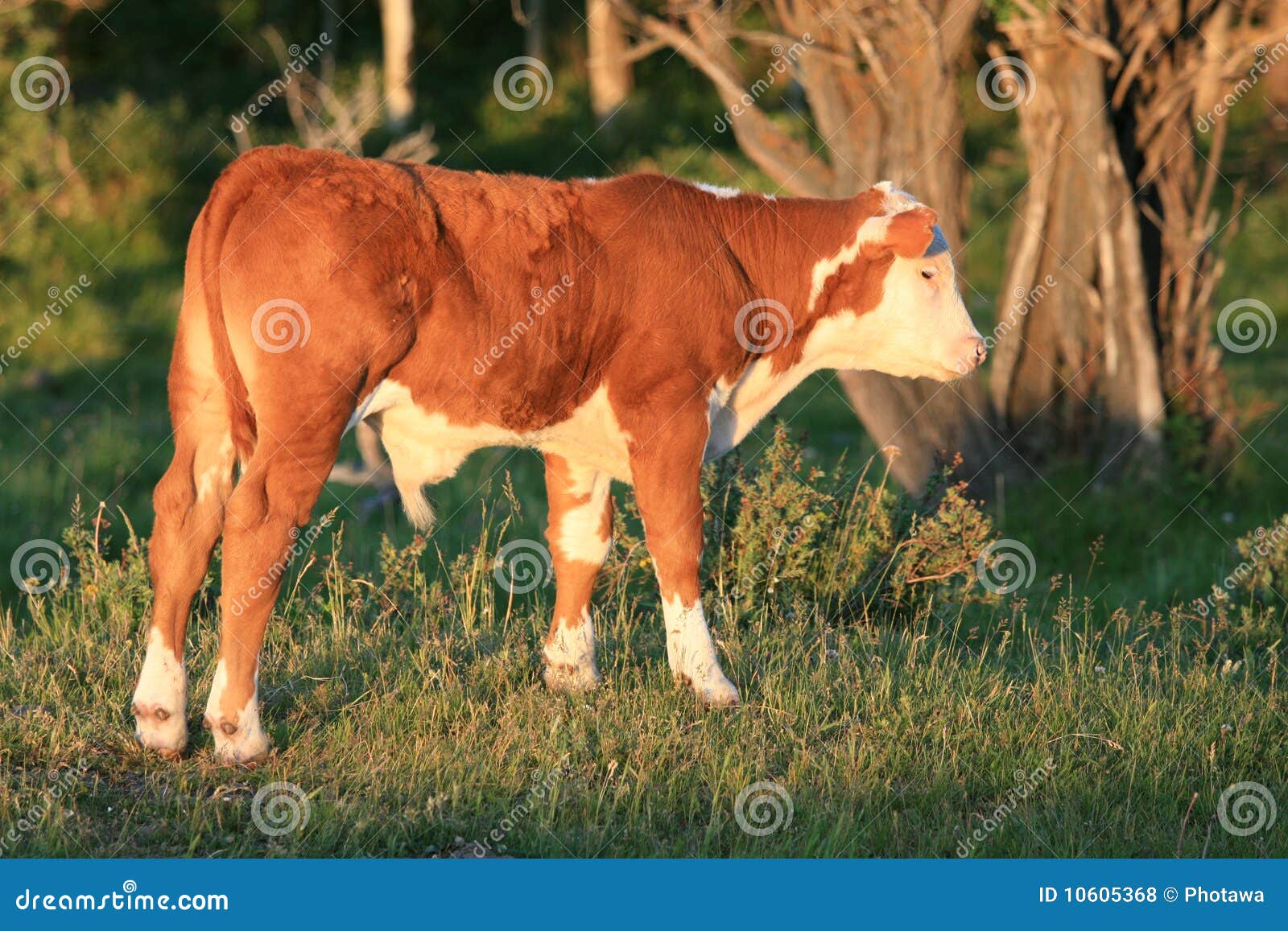 Young Cow Profile stock photo. Image of brown, calf, agriculture - 10605368