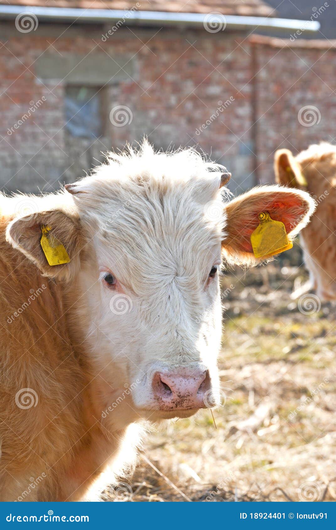Young cow with small horns stock image. Image of background - 18924401