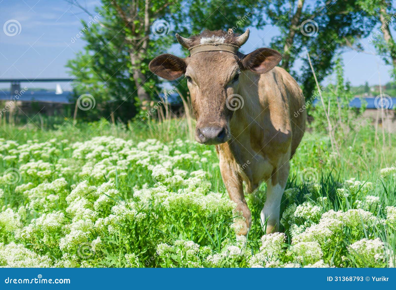 Young Cow on a Spring Pasture. Stock Image - Image of closeup, beef ...