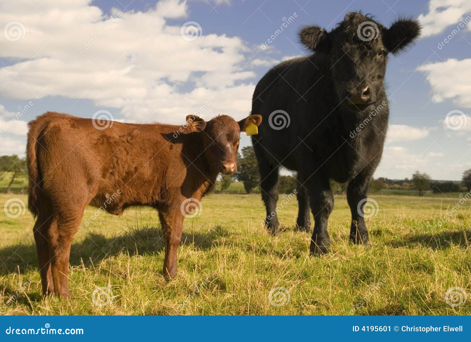 Young cows stock image. Image of bovine, agriculture, farming - 4195601