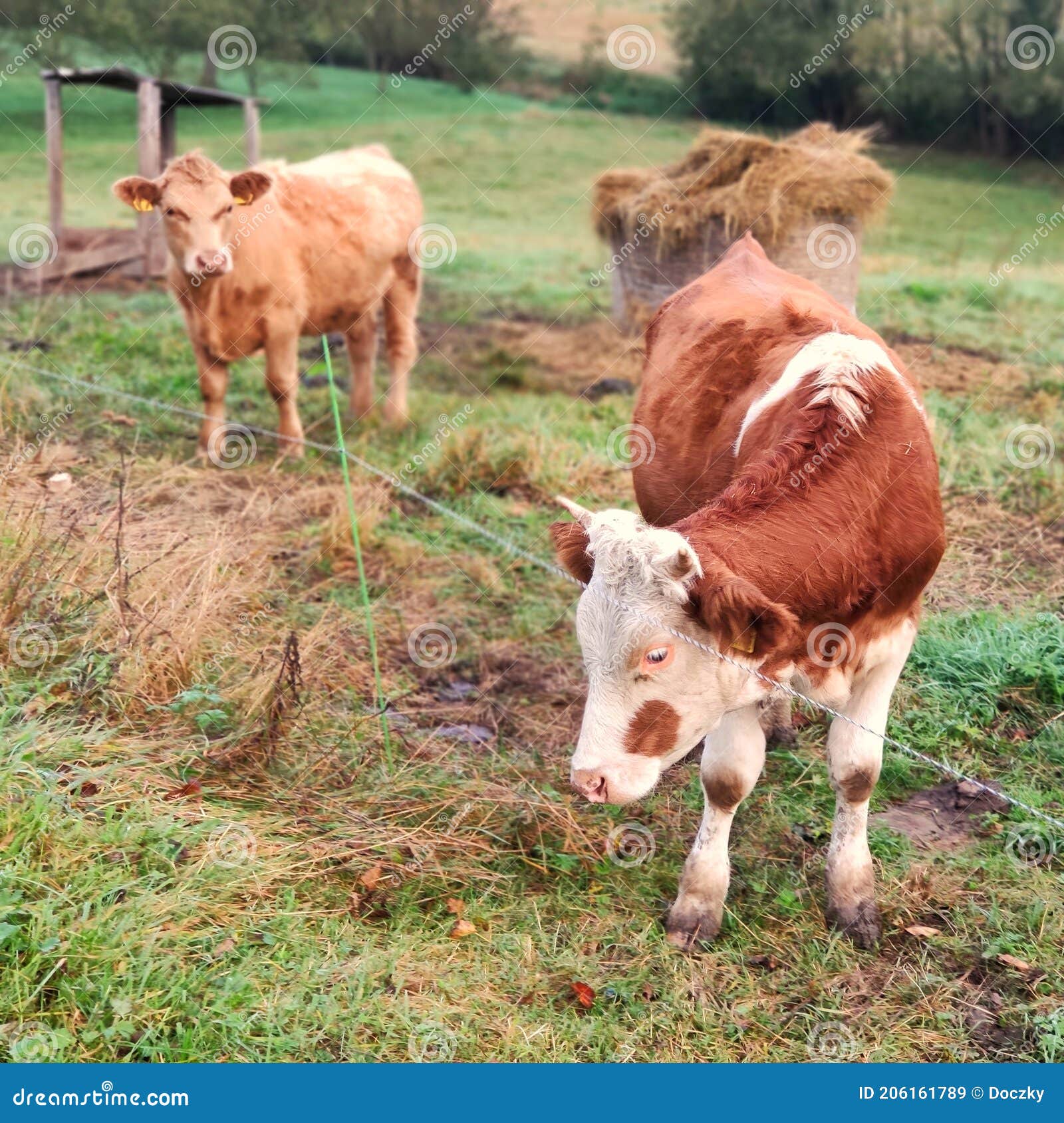 Young cows on countryside stock image. Image of grow - 206161789