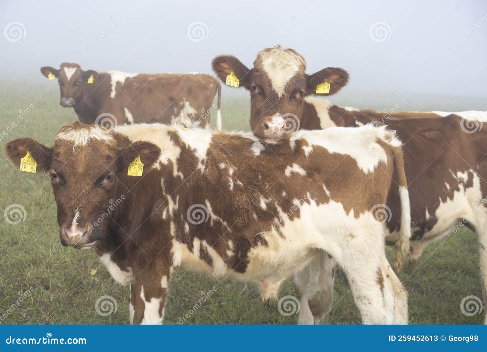 Young Cows in a Field Close Up Stock Image - Image of back, milk: 259452613