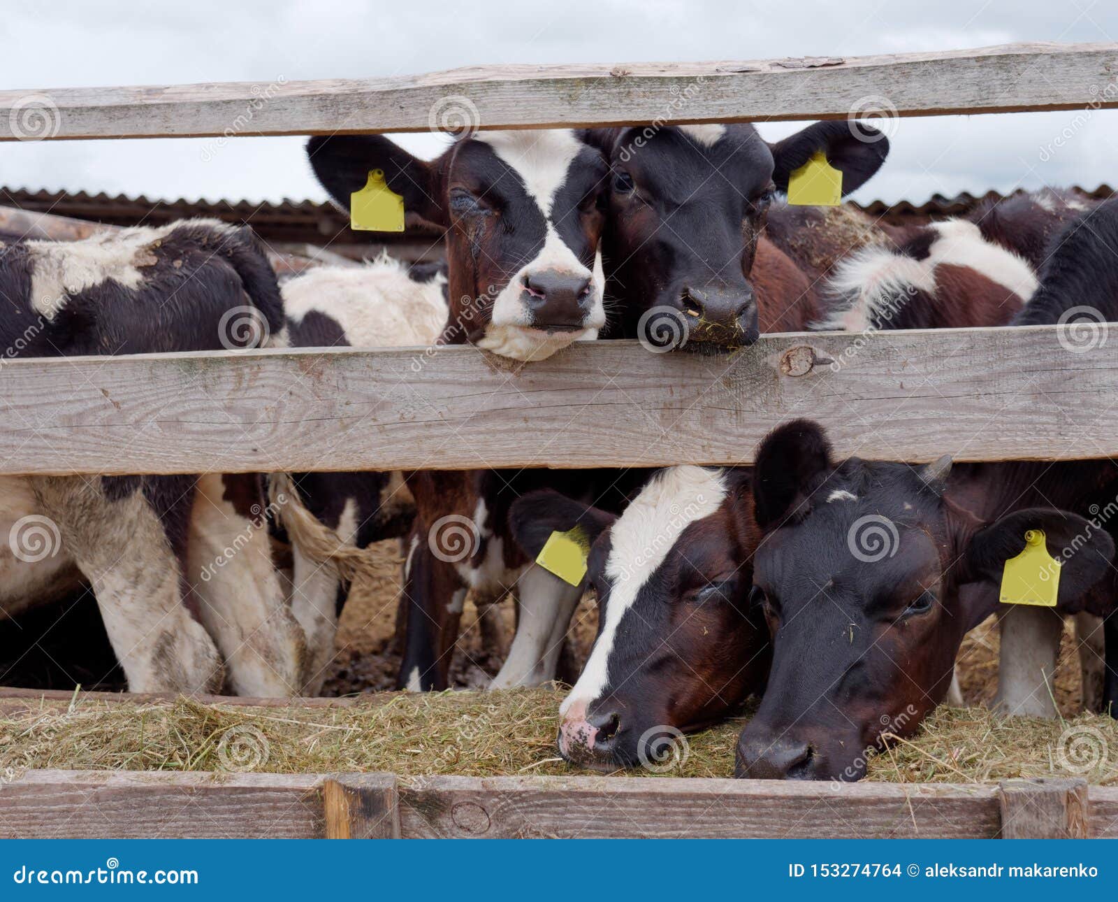 Young Cows in the Paddock Eat Silage Stock Photo - Image of feed, ears ...