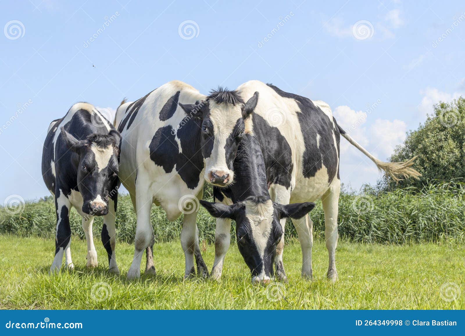 Young Cows Playing, Joyful and Happy in a Field, Group Hug on a Sunny ...