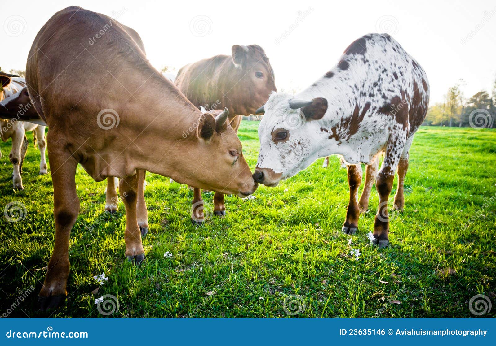 Young Cows Touching Noses stock photo. Image of calves - 23635146