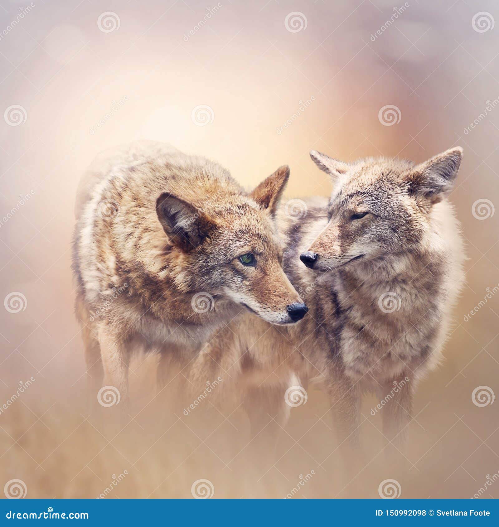 Young coyotes at sunset stock photo. Image of wild, coyote - 150992098