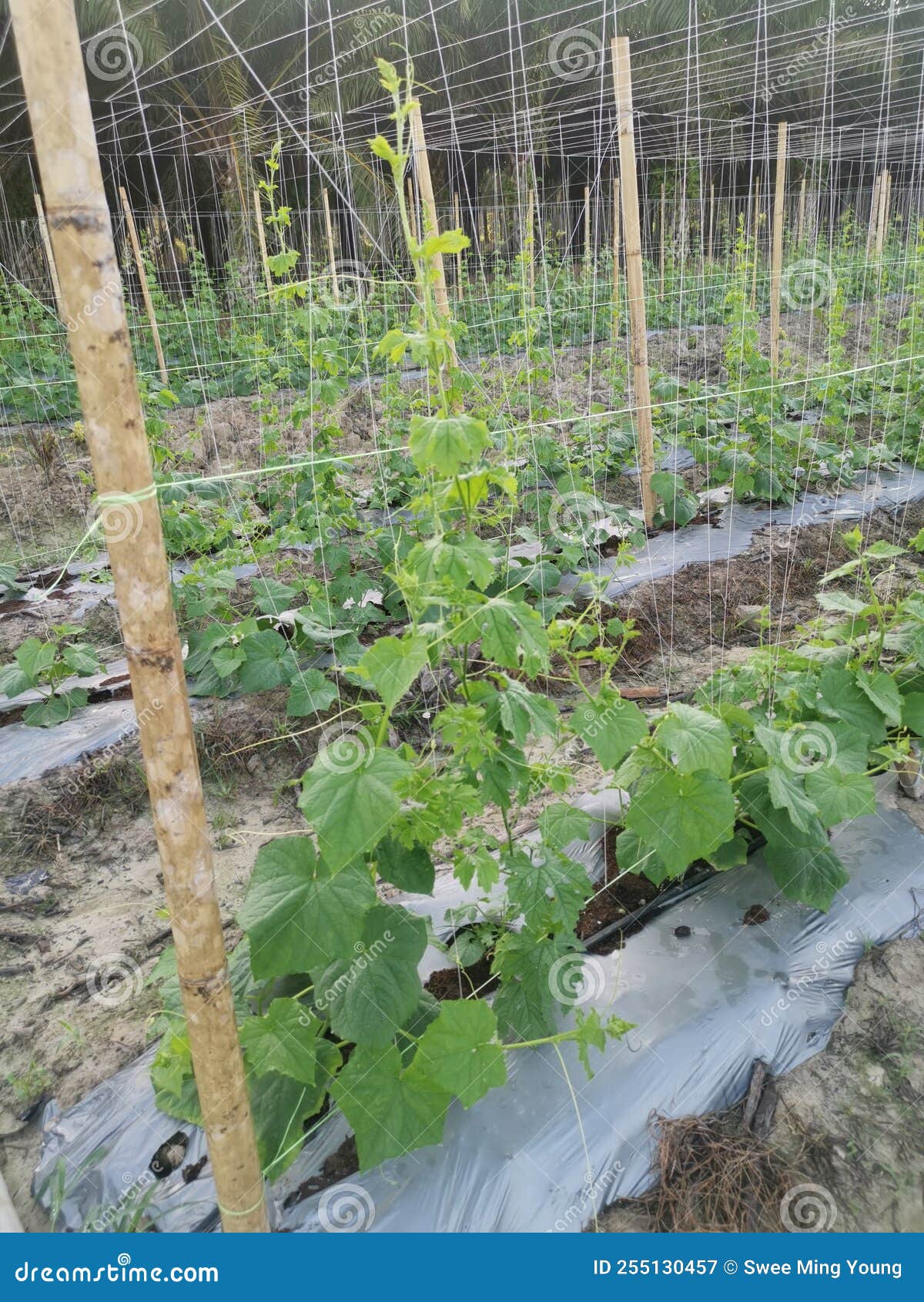 Young Creeping Gourd Plants Crawling Up To the String Pole. Stock Image ...