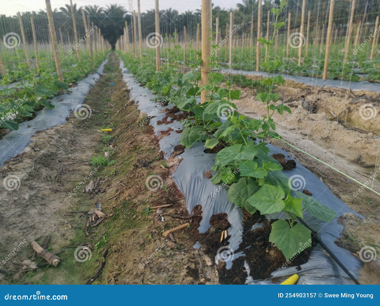 Young Creeping Gourd Plants Crawling Up To the String Poles. Stock ...
