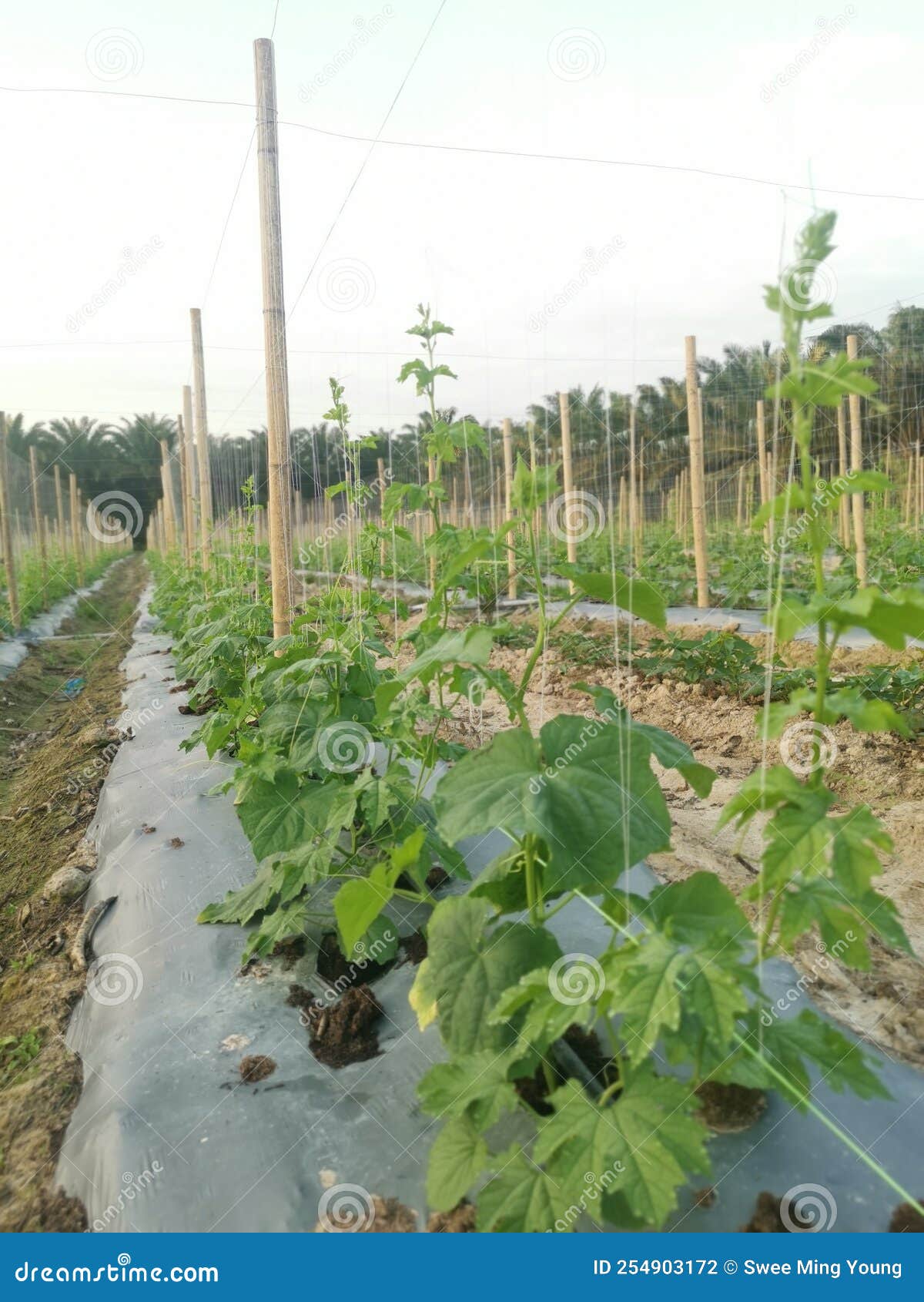 Young Creeping Gourd Plants Crawling Up To the String Poles. Stock ...