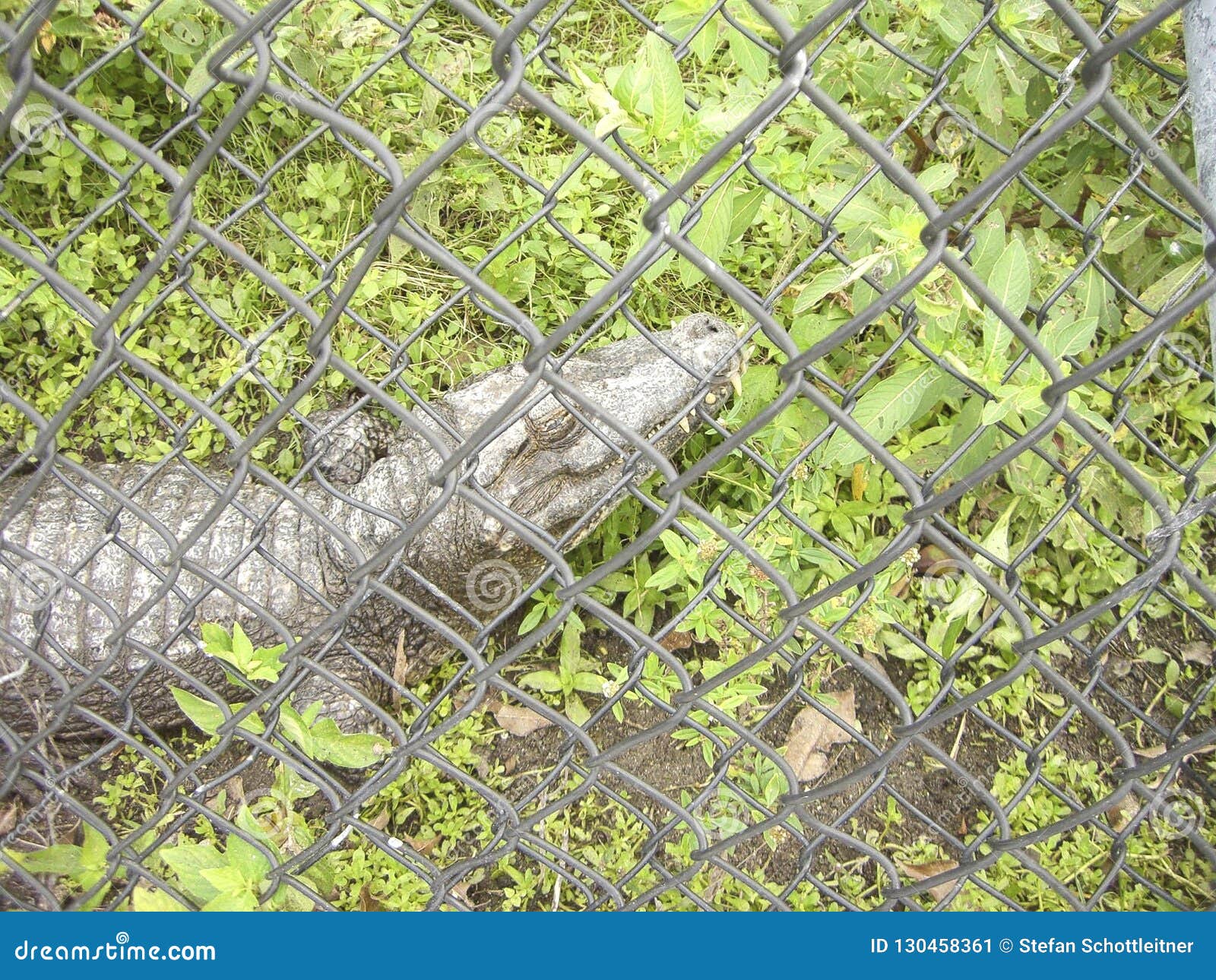 A Young Crocodile in a Cage in the Zoo Stock Image - Image of cage ...