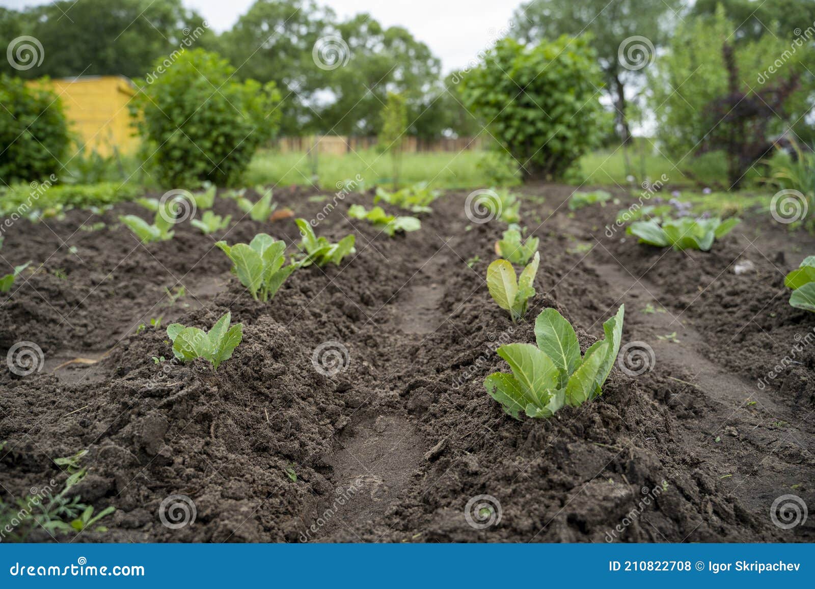 Young Crop of Greenery on the Garden Plot, the Concept of Clean Stock ...