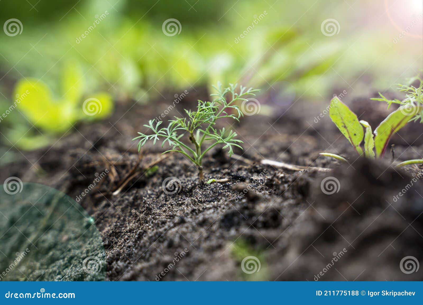 Young Crop Of Greenery On The Garden Plot, The Concept Of Clean Stock ...
