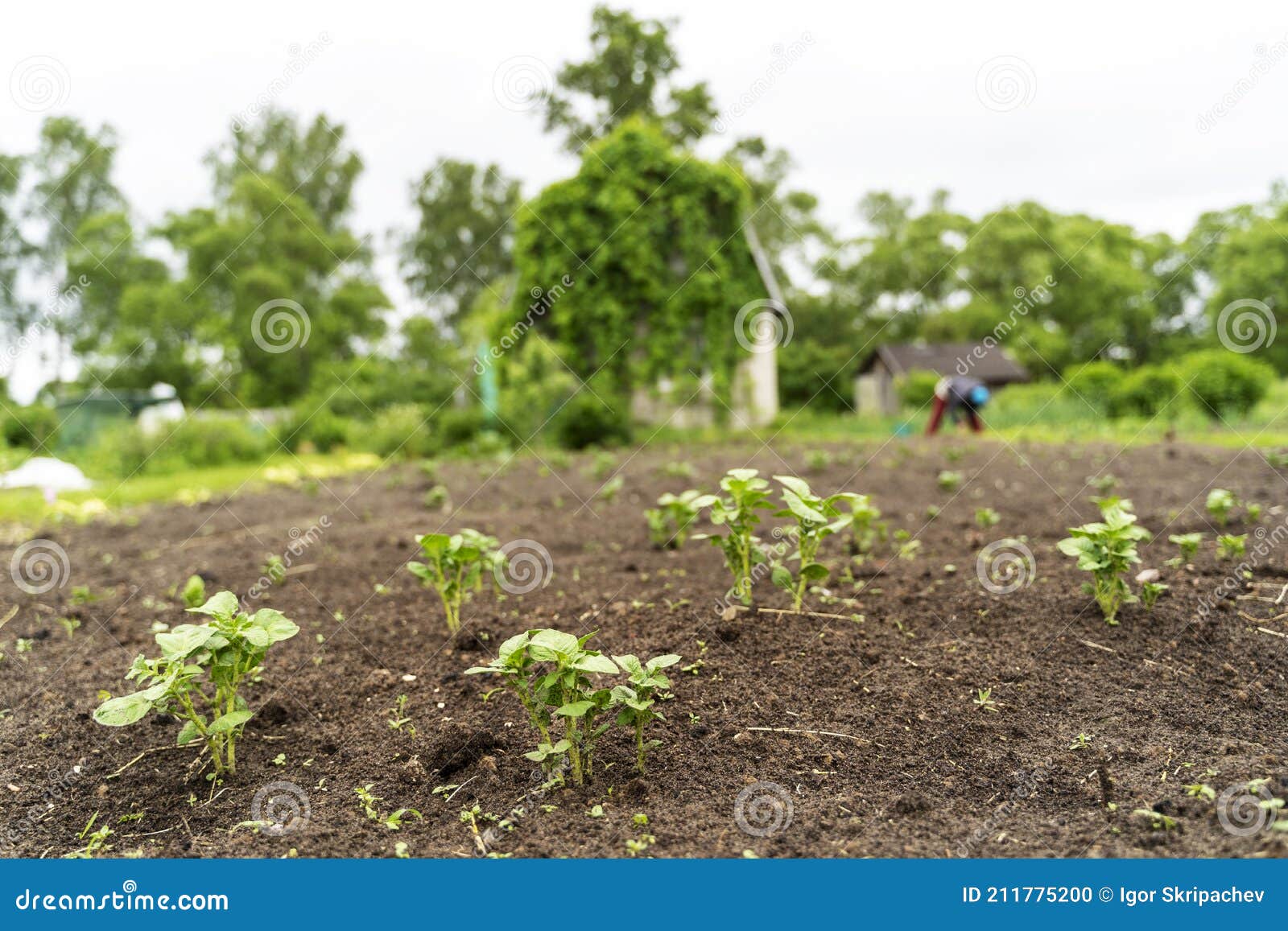 Young Crop of Greenery on the Garden Plot, the Concept of Clean Stock ...