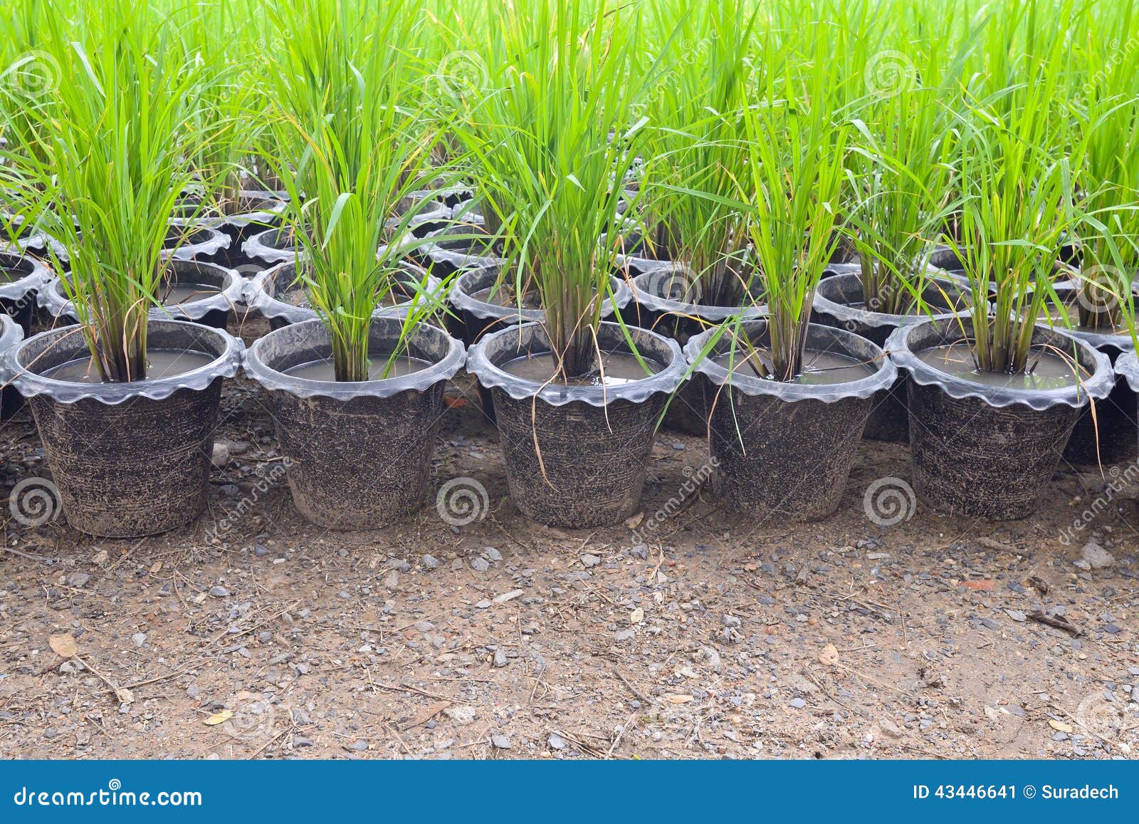 Young crop stock image. Image of rice, farm, foliage - 43446641