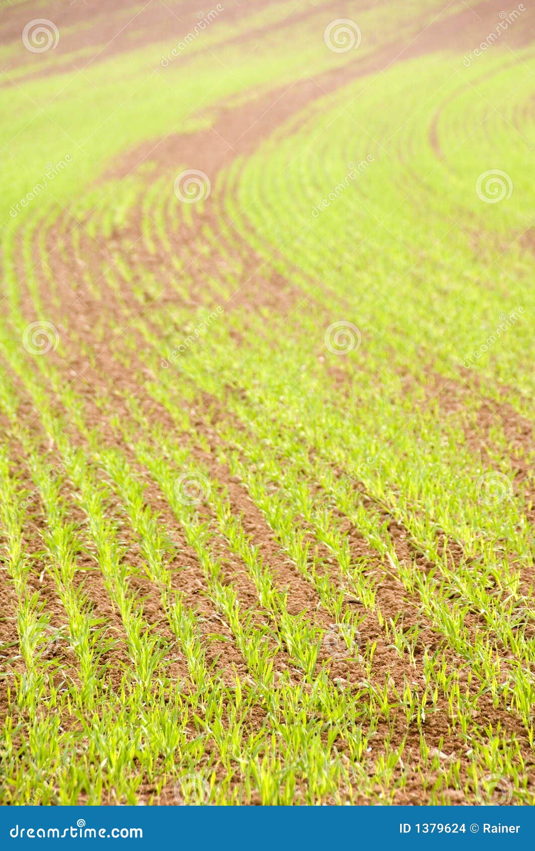 Young crops stock photo. Image of freshness, barley, crop - 1379624