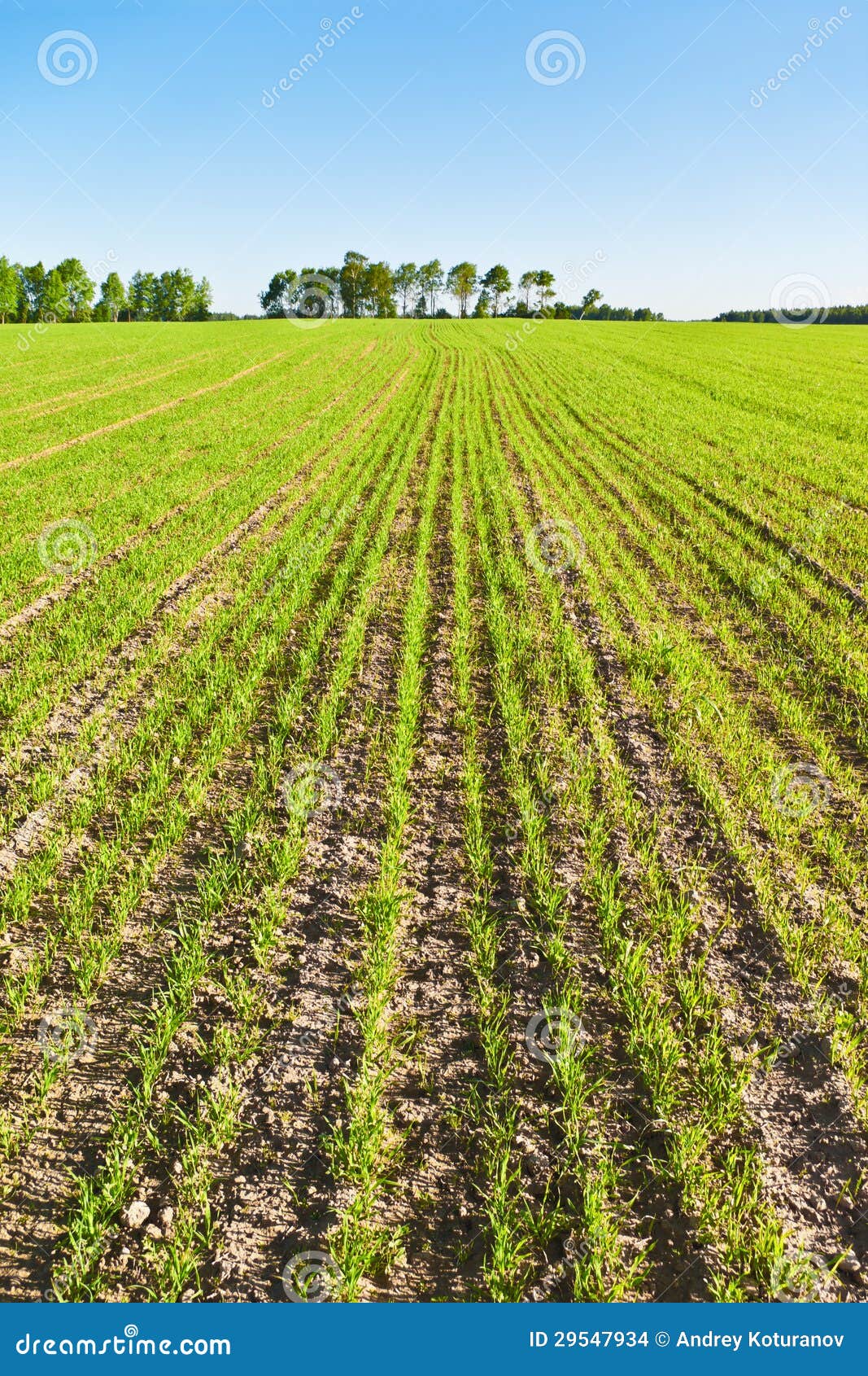 Young crops stock photo. Image of croft, harrow, farming - 29547934