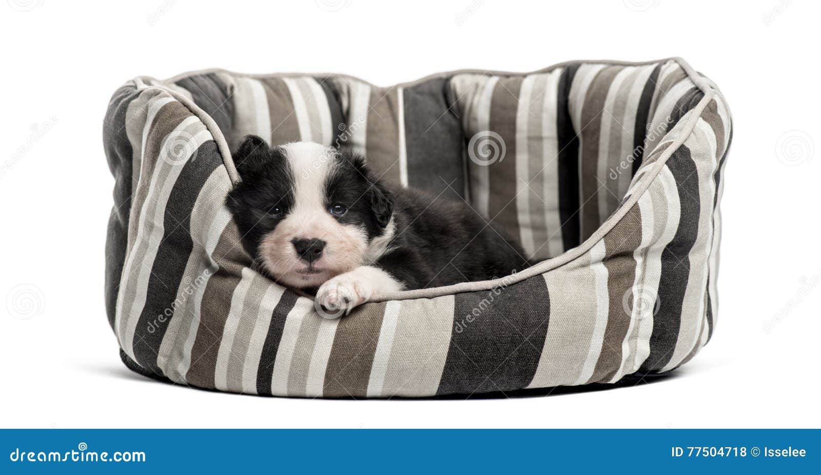 Young Crossbreed Puppy Sleeping in a Crib Stock Photo - Image of ...