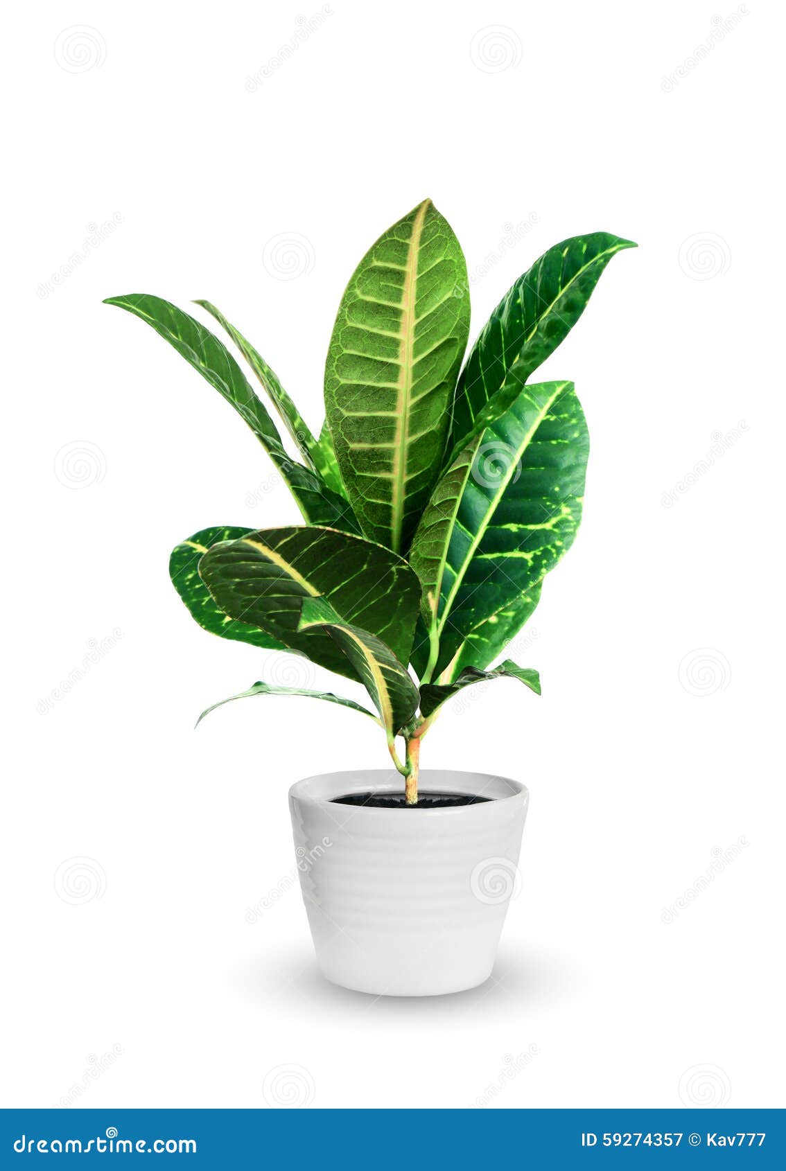 Croton White Flowers Stock Photography | CartoonDealer.com #152440862