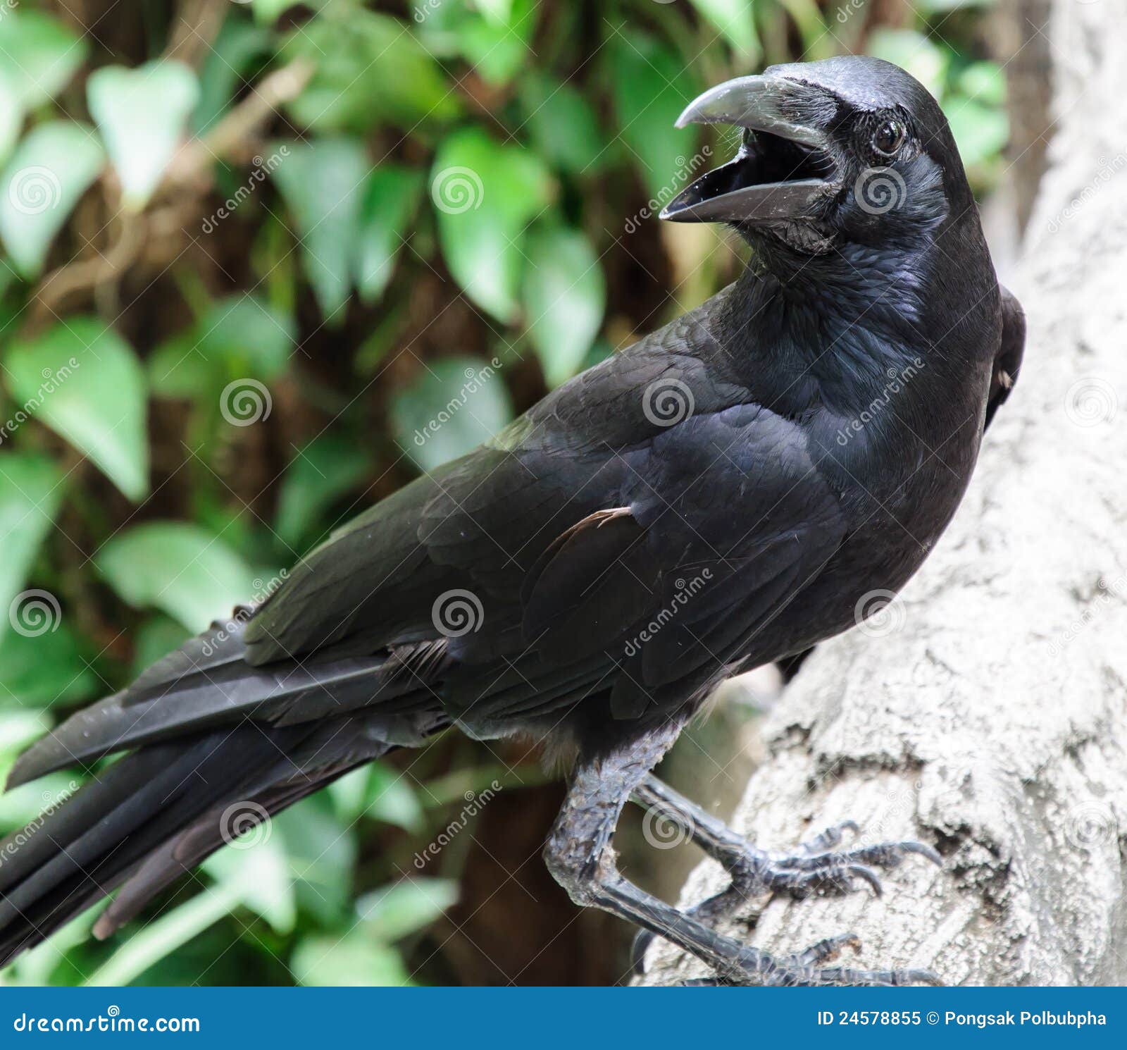 A Young Crow In A Wide Open Beak Holds A Large Nut. Side View. City ...