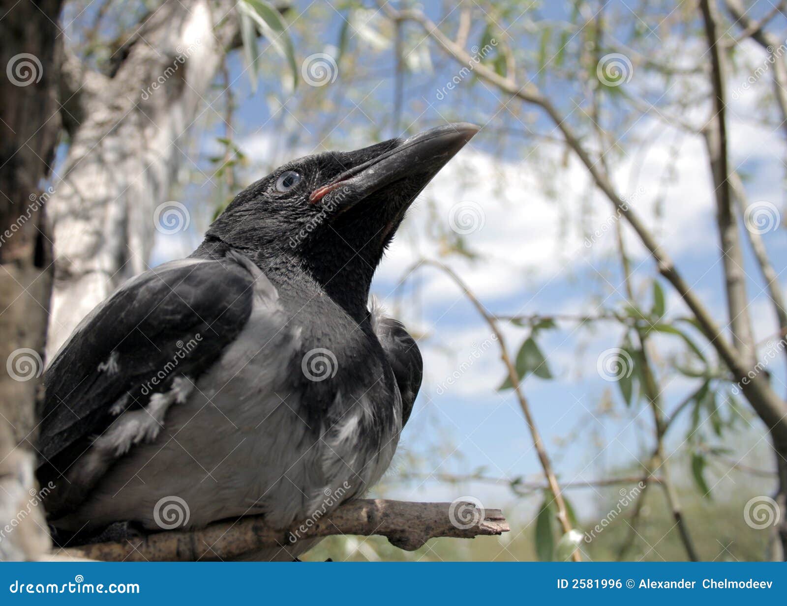 A Young Crow In A Wide Open Beak Holds A Large Nut. Side View. City ...