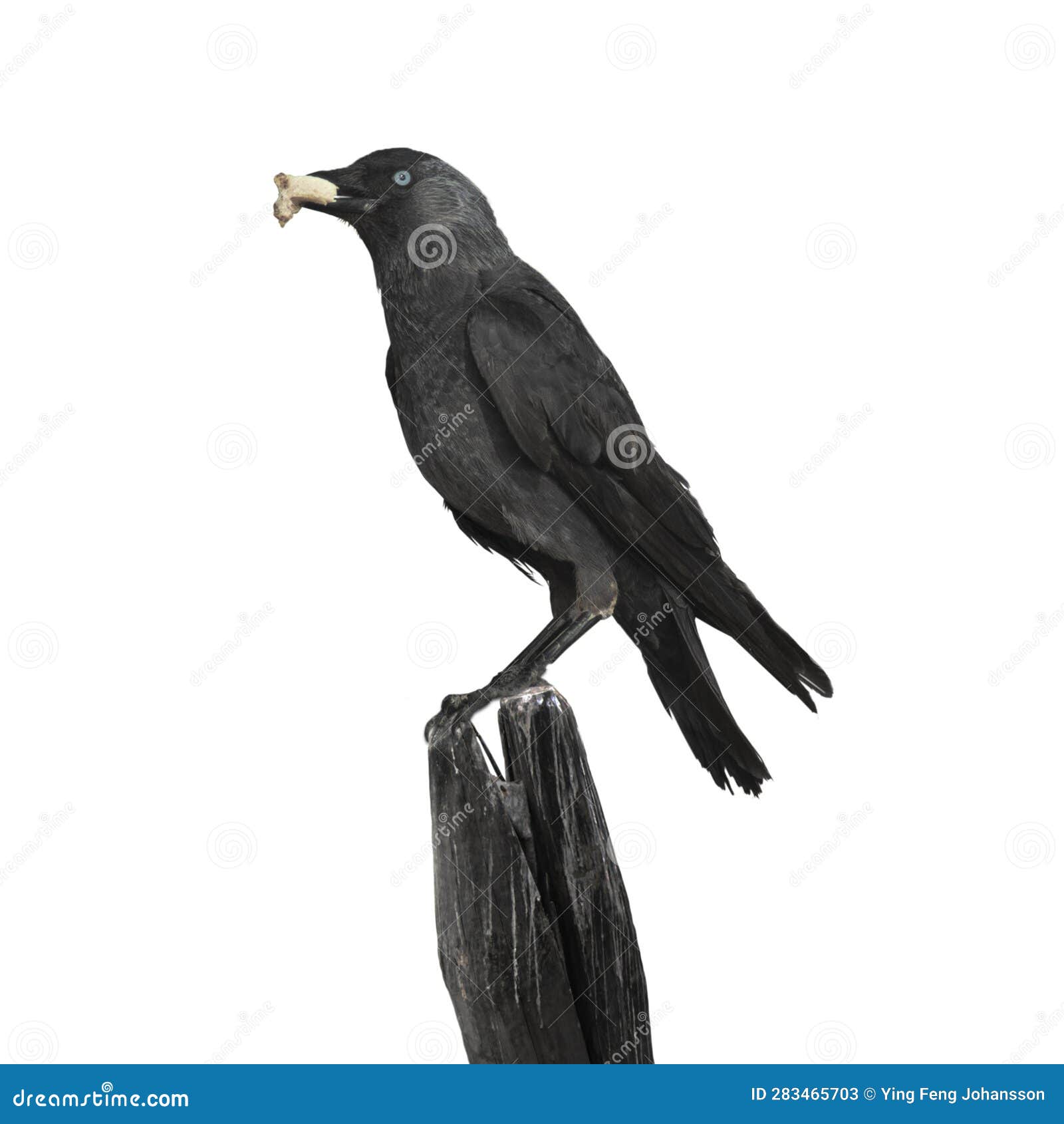 A Young Crow In A Wide Open Beak Holds A Large Nut. Side View. City ...