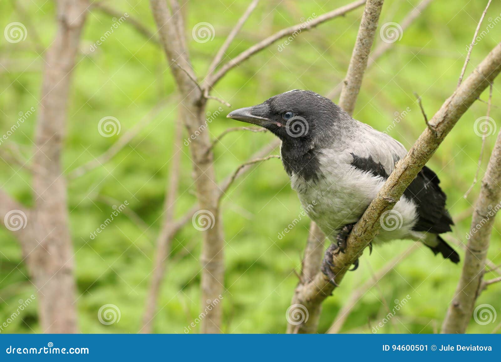 Young crow on the branch stock image. Image of bird, black - 94600501