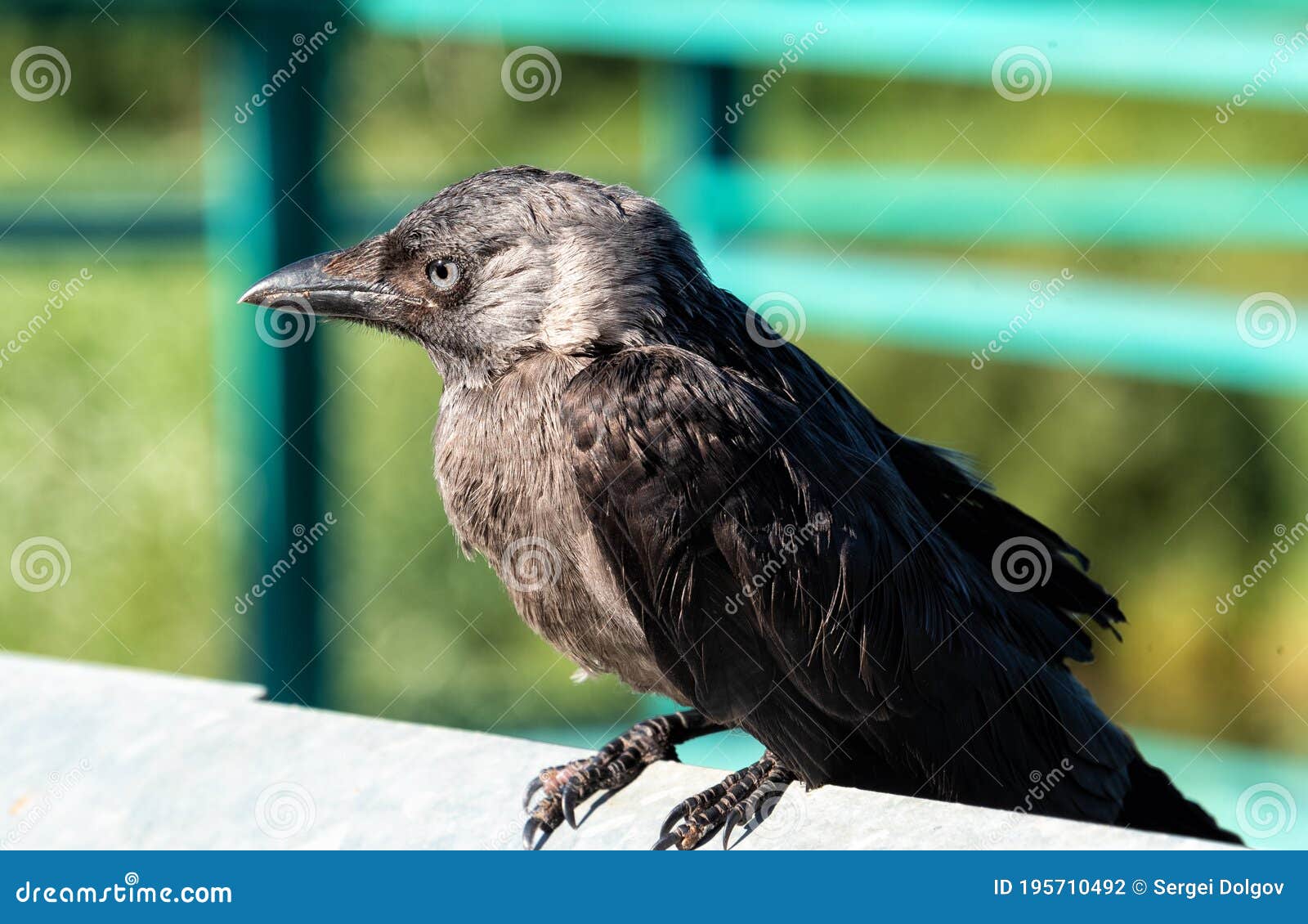 A Young Crow In A Wide Open Beak Holds A Large Nut. Side View. City ...