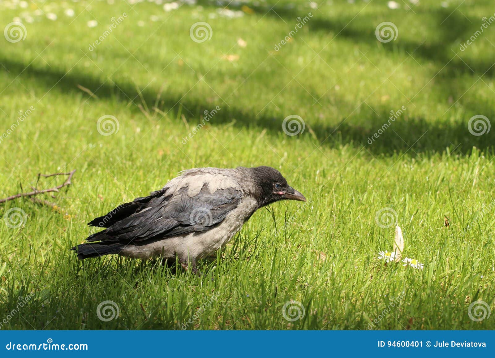 Young crow on grass stock image. Image of beak, crow - 94600401