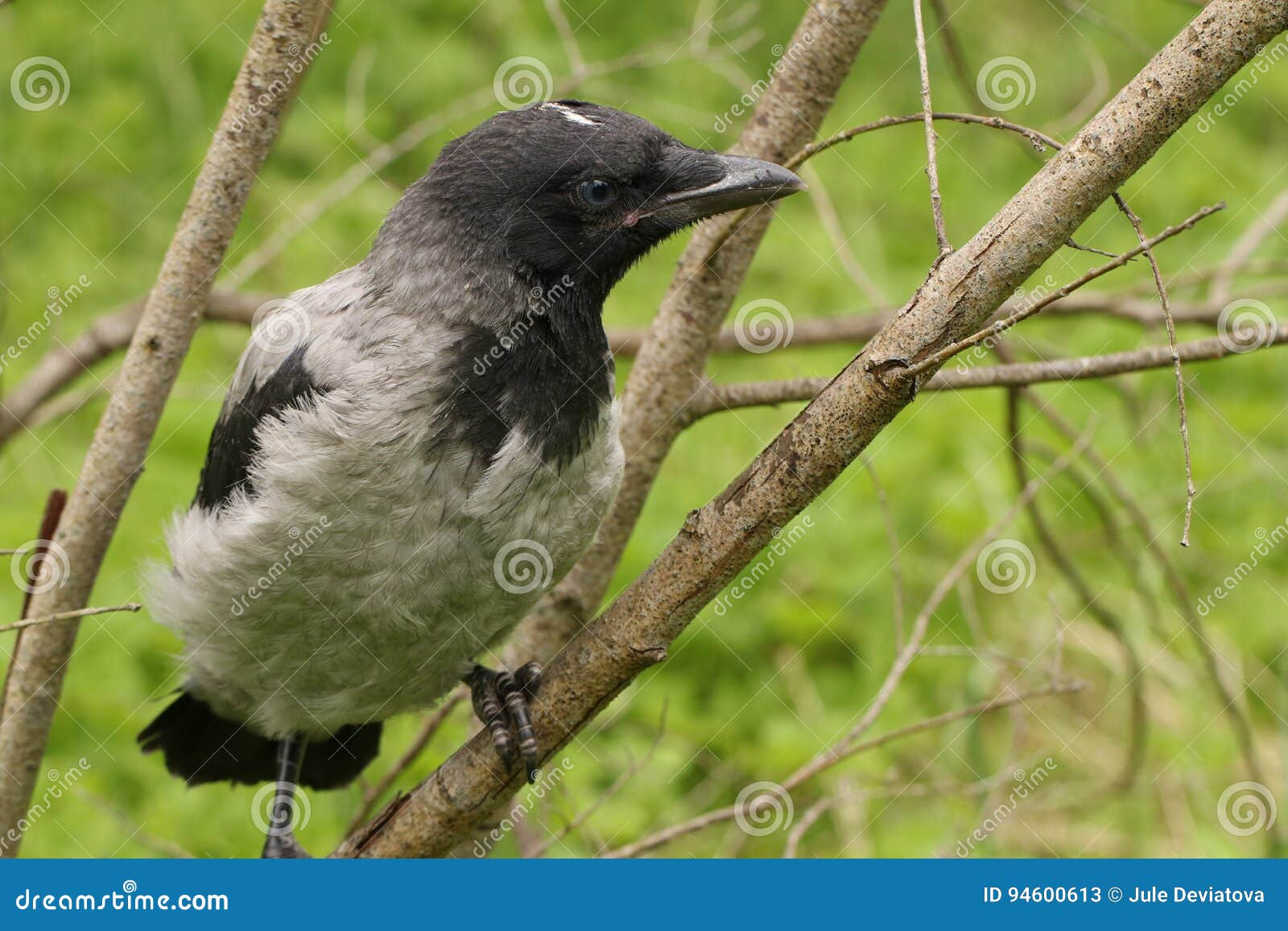 Young Crow Looking on the Left Stock Image - Image of black, looking ...