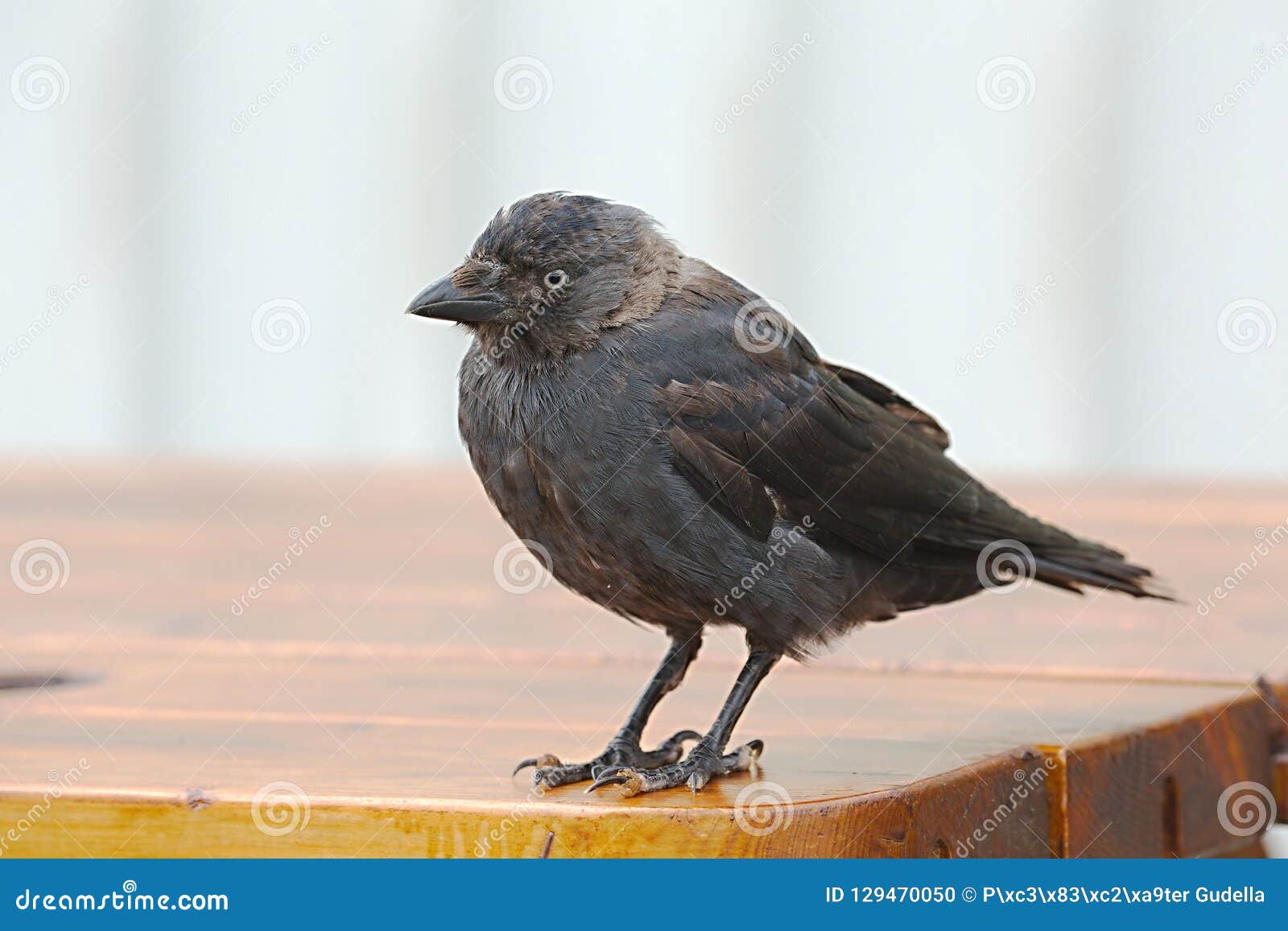 Young crow on a table stock photo. Image of bird, scavenger - 129470050
