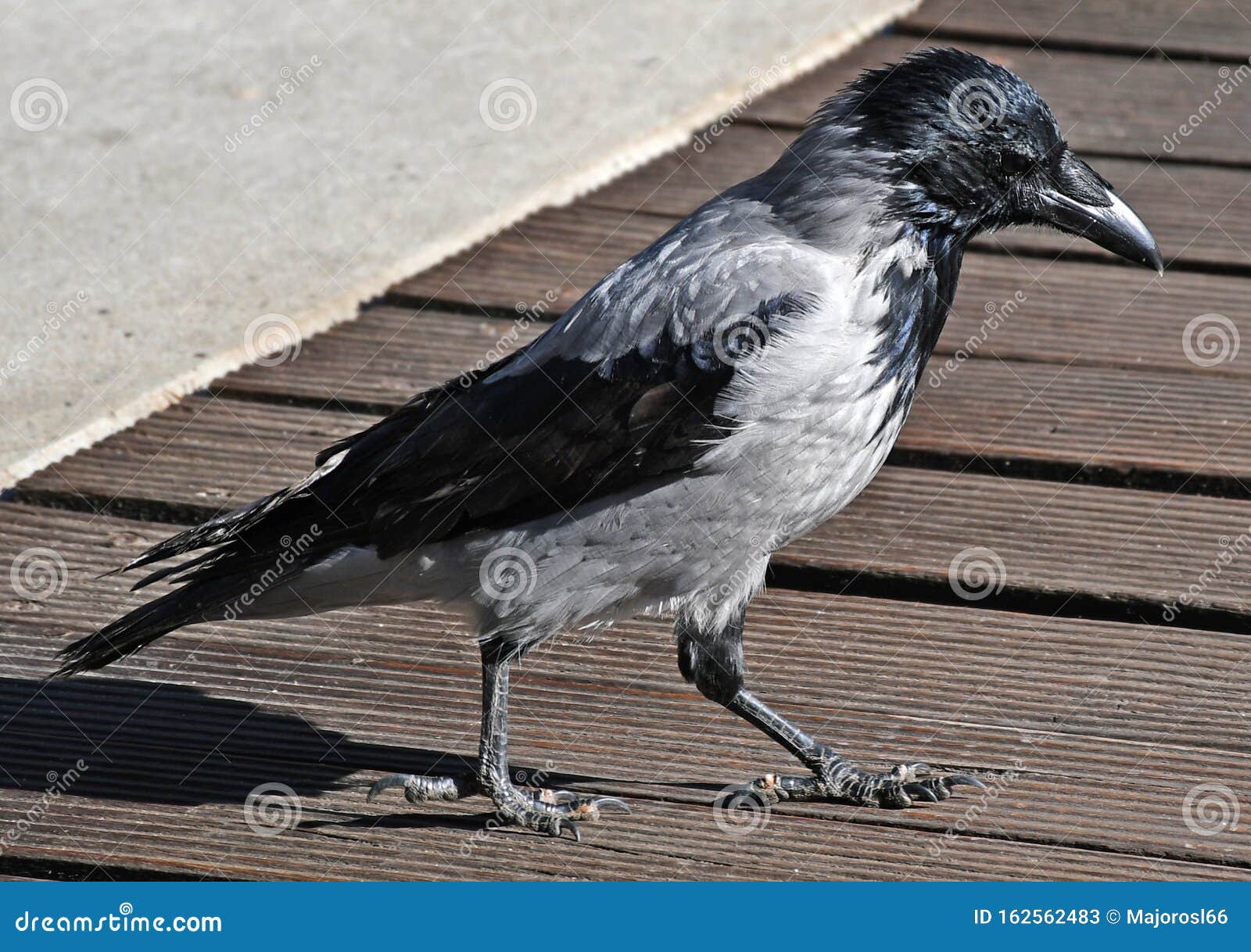 Young Crow Walks Outdoors in Autumn Time Stock Image - Image of crow ...