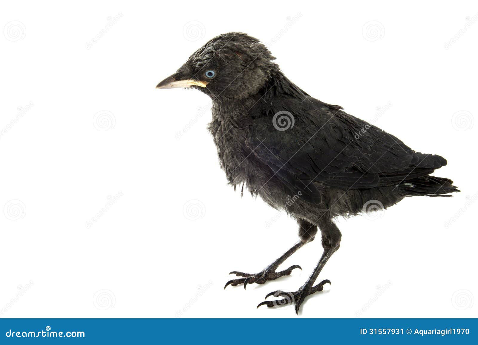 A Young Crow In A Wide Open Beak Holds A Large Nut. Side View. City ...