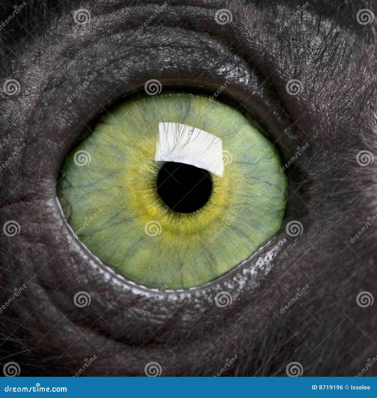 Young Red-crowned Crane, Grus Japonensis, Also Called The Japanese ...