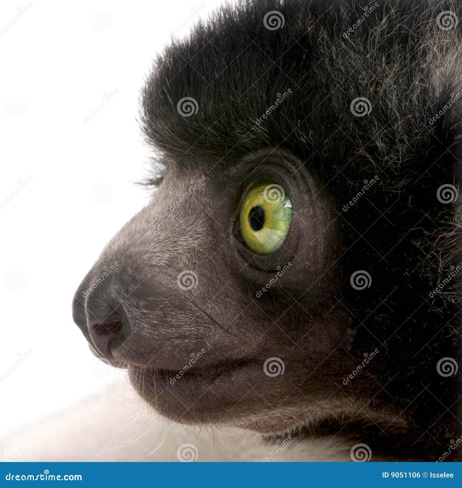 Young Crowned Sifaka - Propithecus Coronatus (3 Mo Stock Photo - Image ...