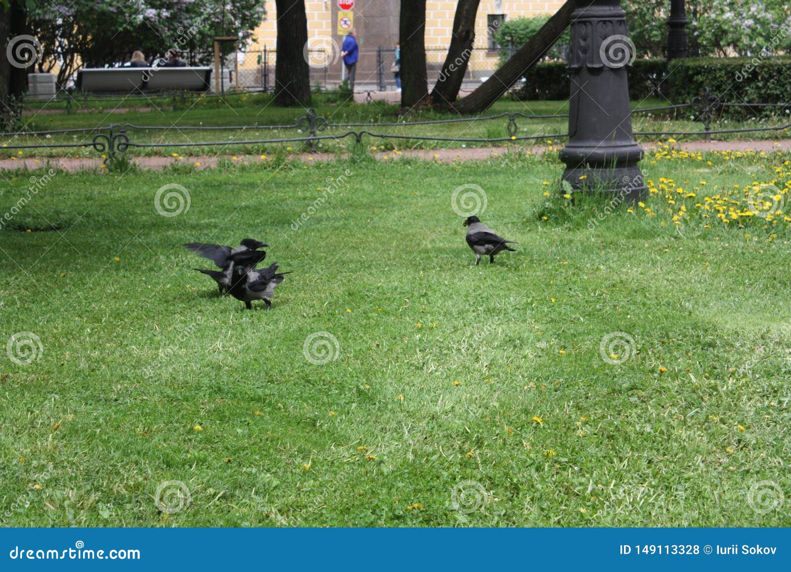 Young crows in the Park stock photo. Image of meadow - 149113328