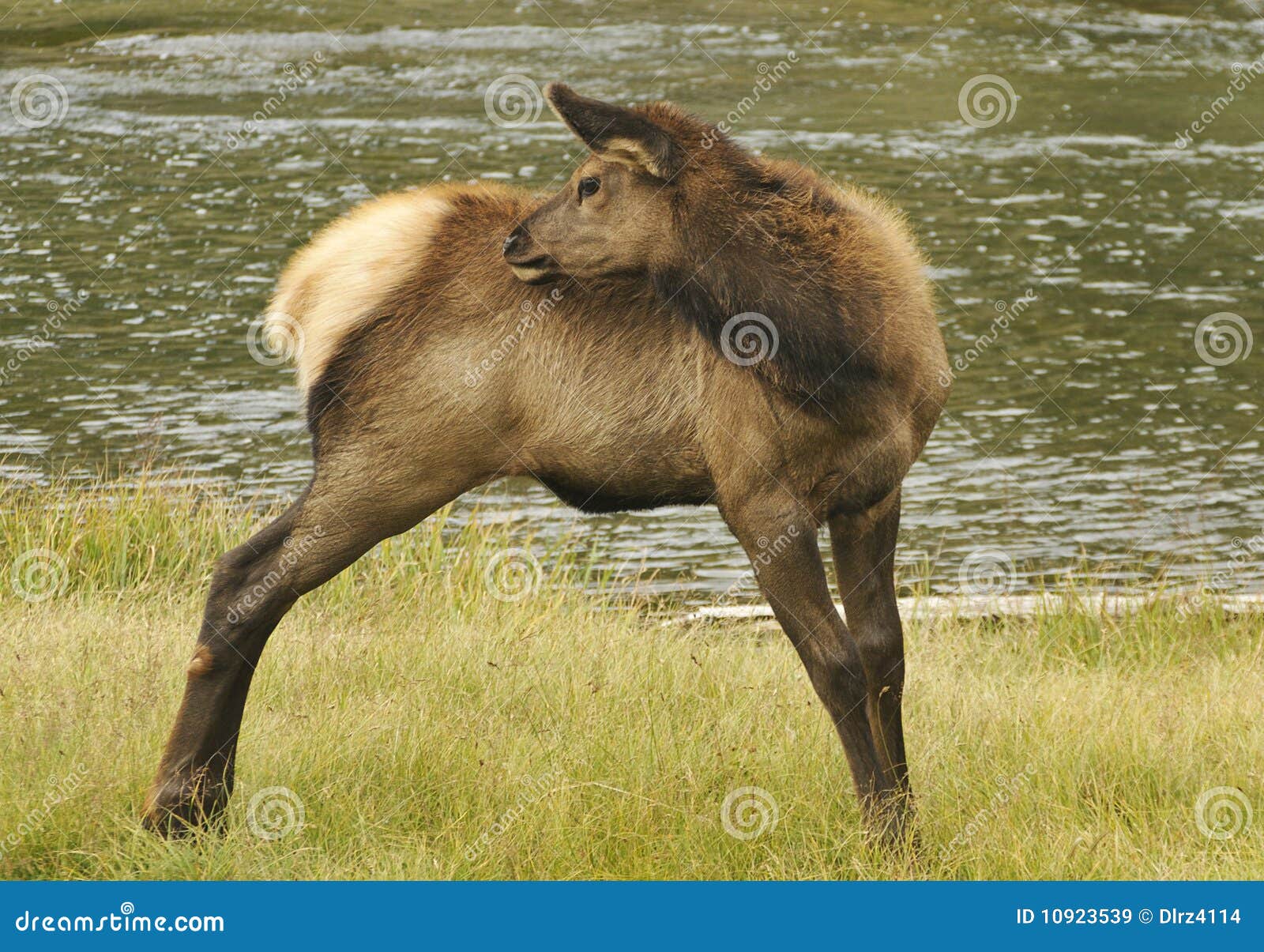 Young Cub by River stock image. Image of teton, protective - 10923539