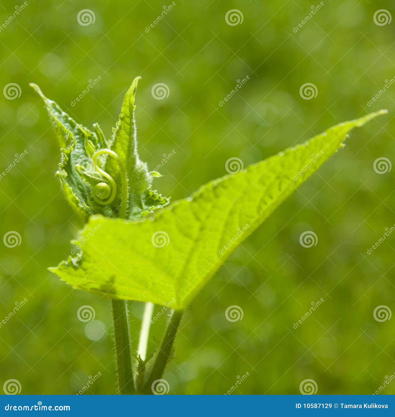 Young cucmber shoot stock image. Image of color, leaf - 10587129