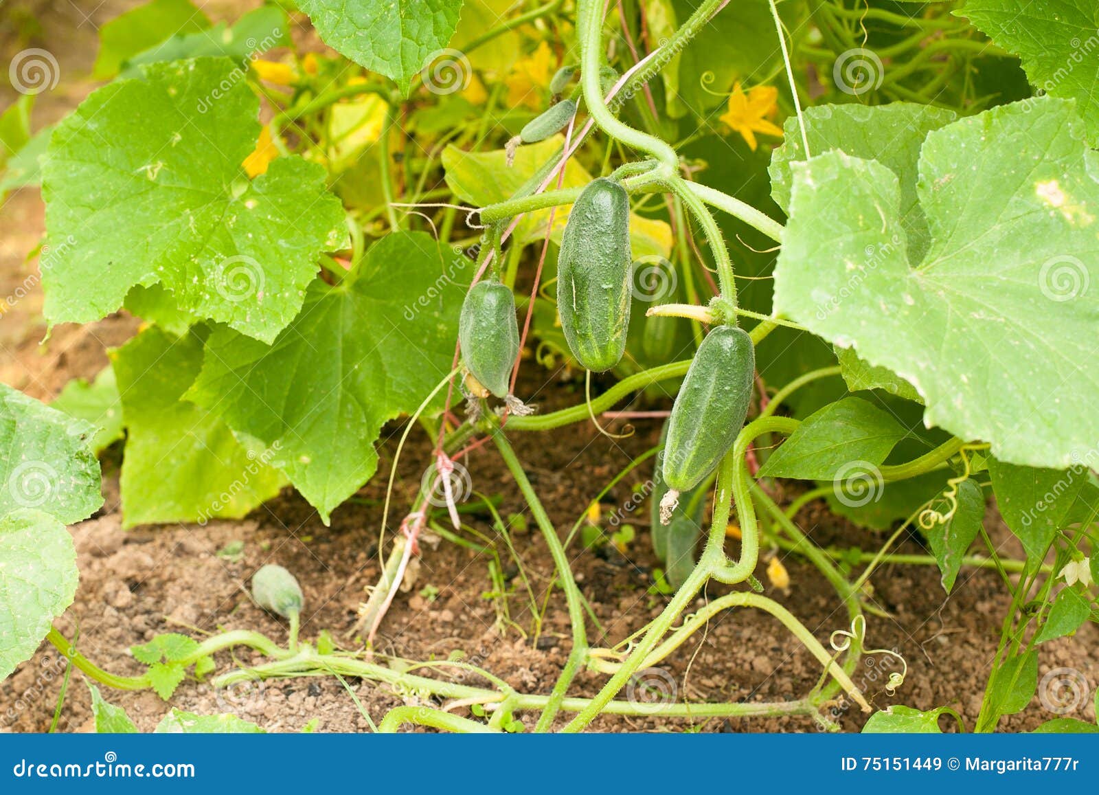 Young Cucumber In The Garden. Colour Palette Swatches Royalty-Free ...