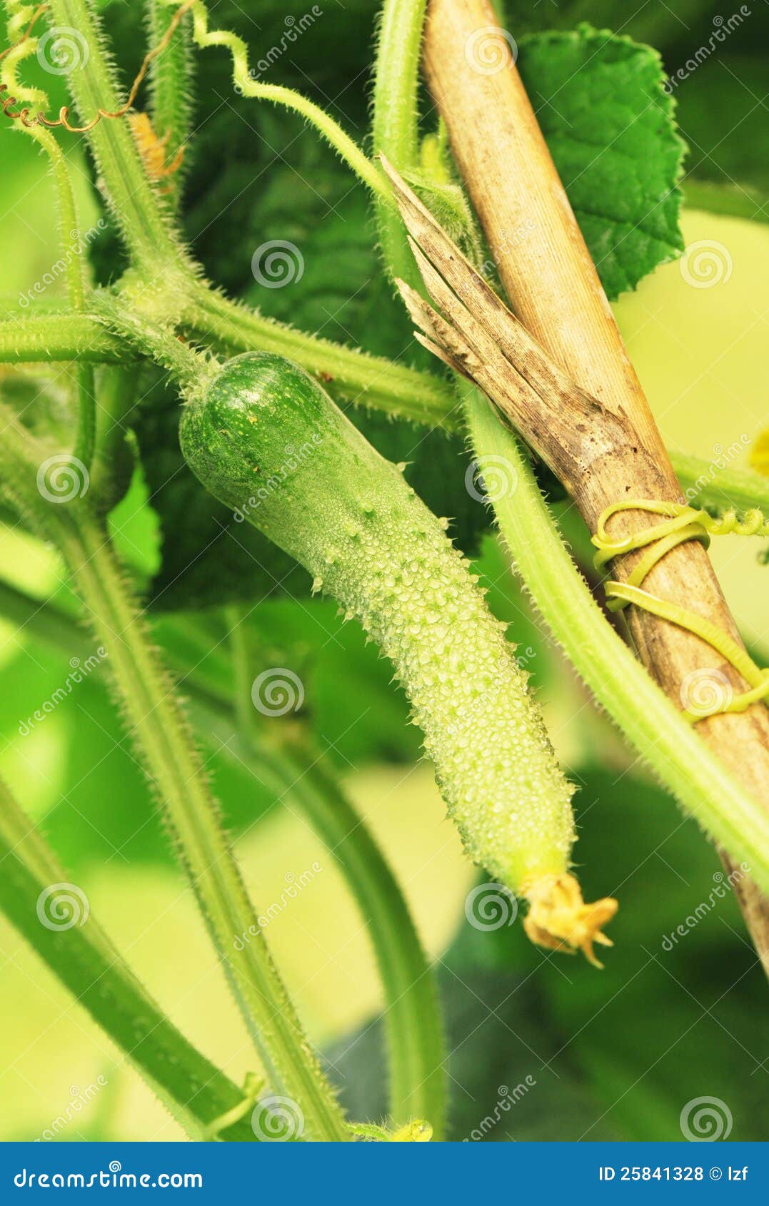 Young cucumber growing stock photo. Image of cultivate - 25841328
