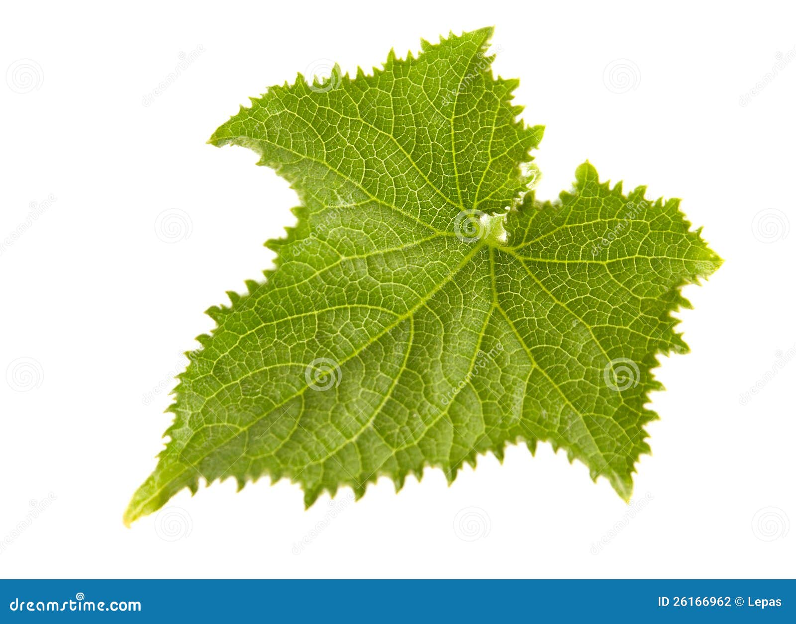 Young cucumber leaf stock photo. Image of macro, closeup - 26166962