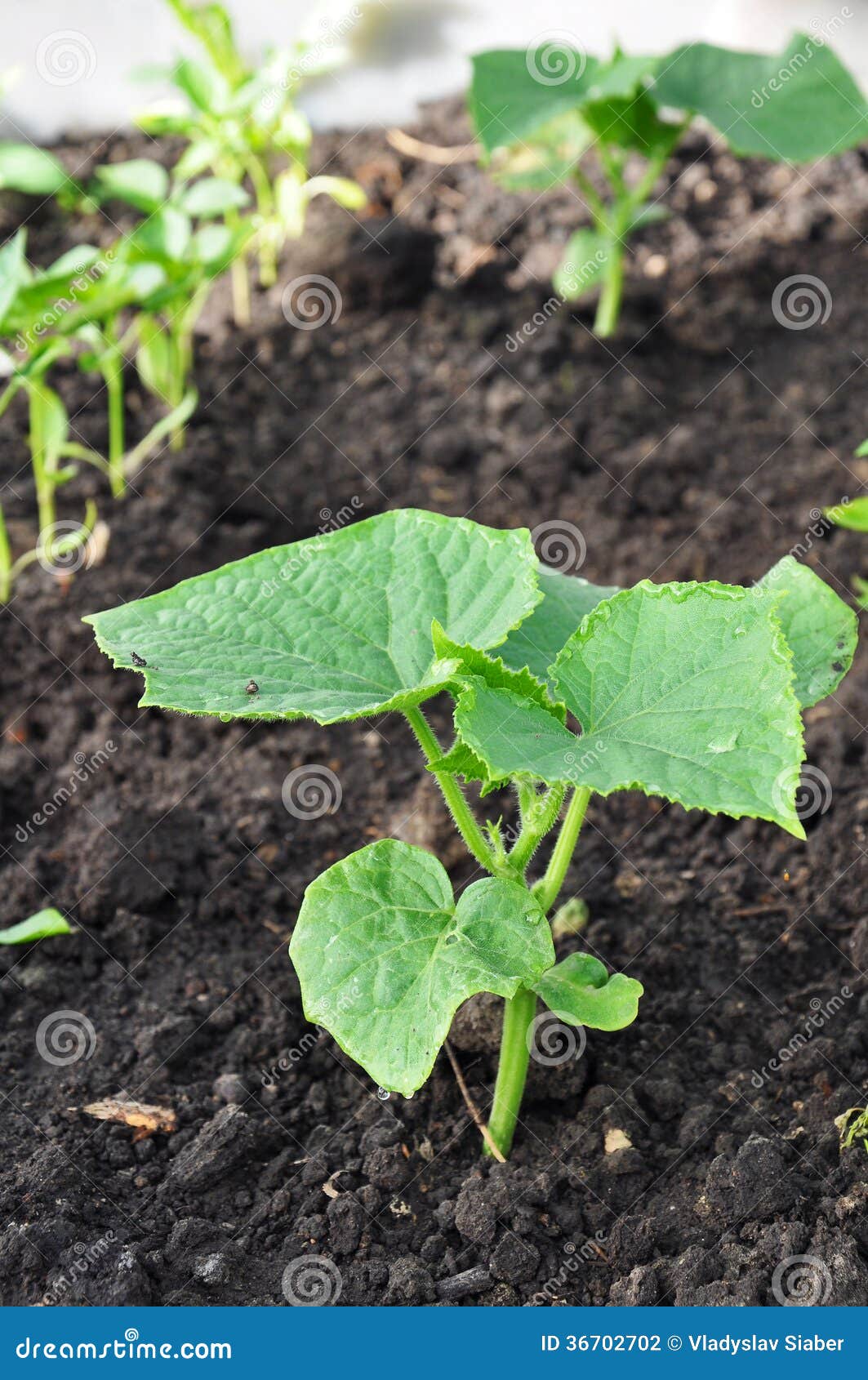 Young Cucumber Stem in Black Earth Stock Photo - Image of soil, plant ...