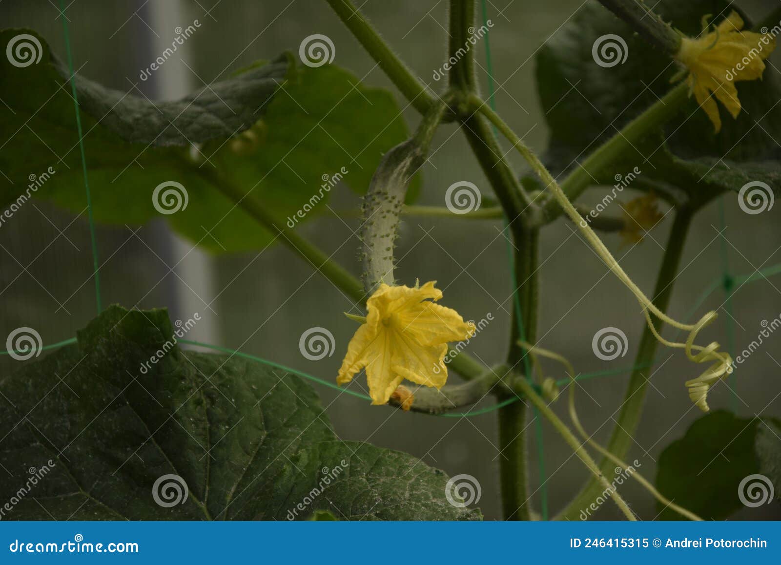Young Cucumber with Yellow Coil on the Spit Stock Image - Image of ...