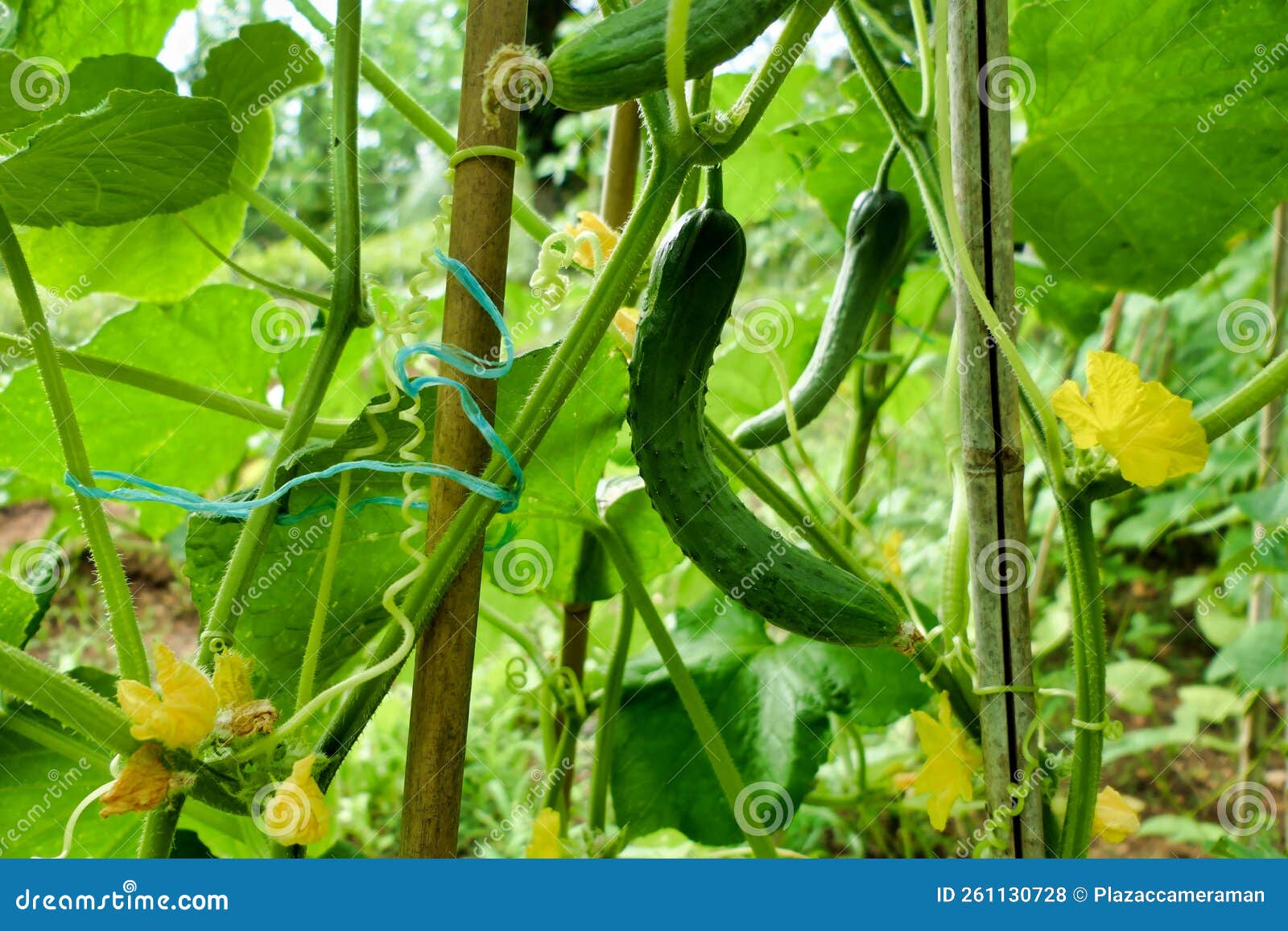 Cucumber Plants stock photo. Image of ground, cultivation - 261130728