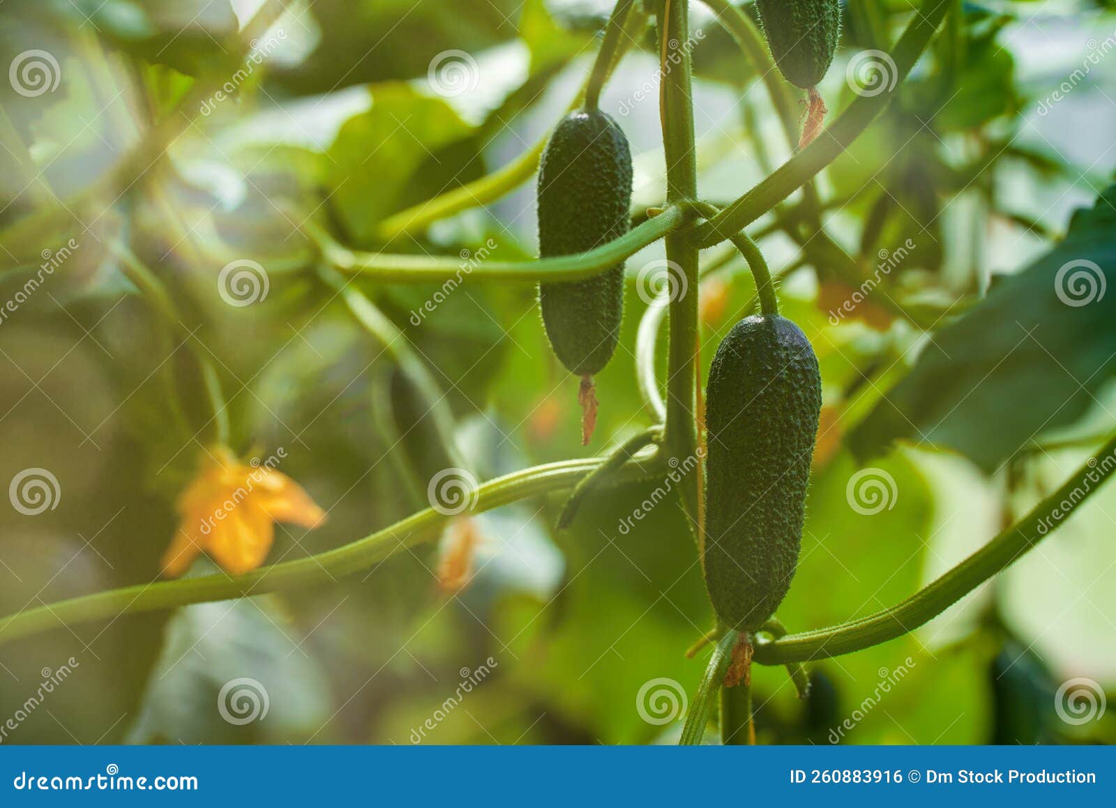 Young cucumbers stock photo. Image of indoors, greenhouse - 260883916