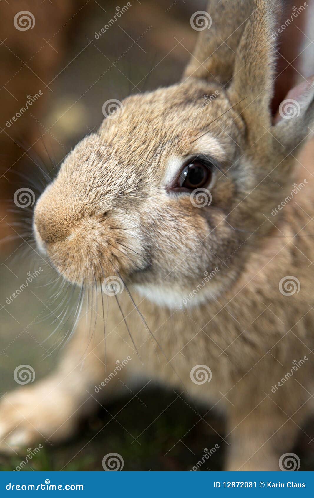 Young curious bunny stock image. Image of wild, nature - 12872081