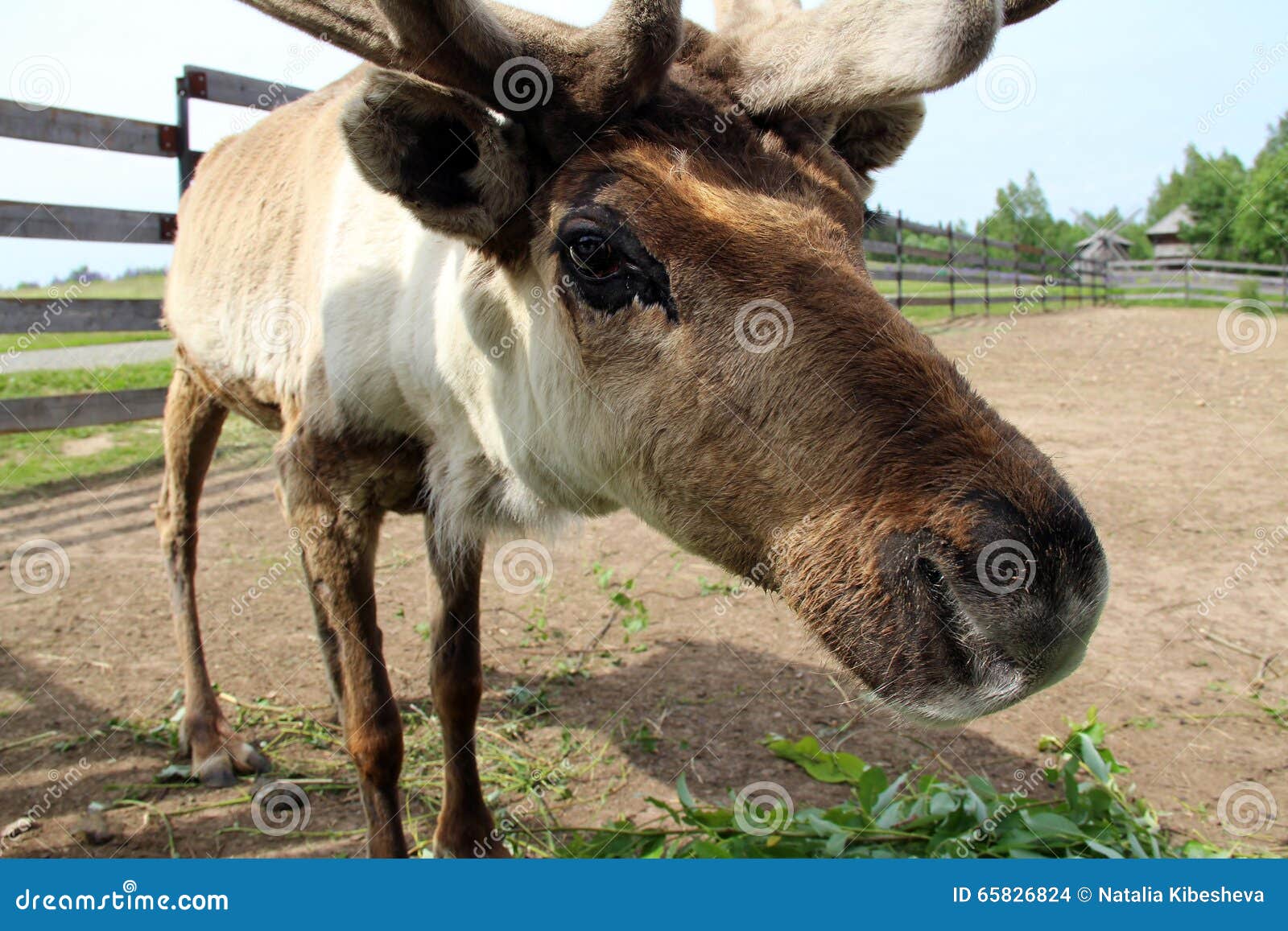 Young curious elk stock photo. Image of brown, animal - 65826824